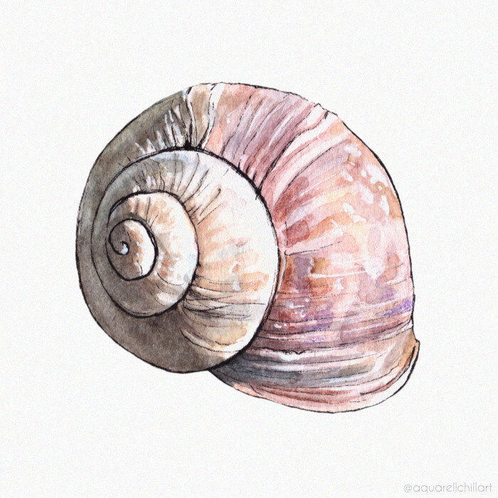ArtStation - Snail Shell