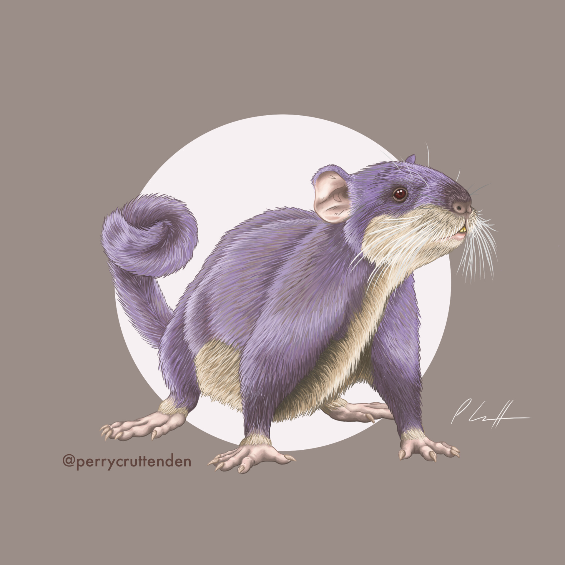 ArtStation - Realistic Pokémon Project - Rattata