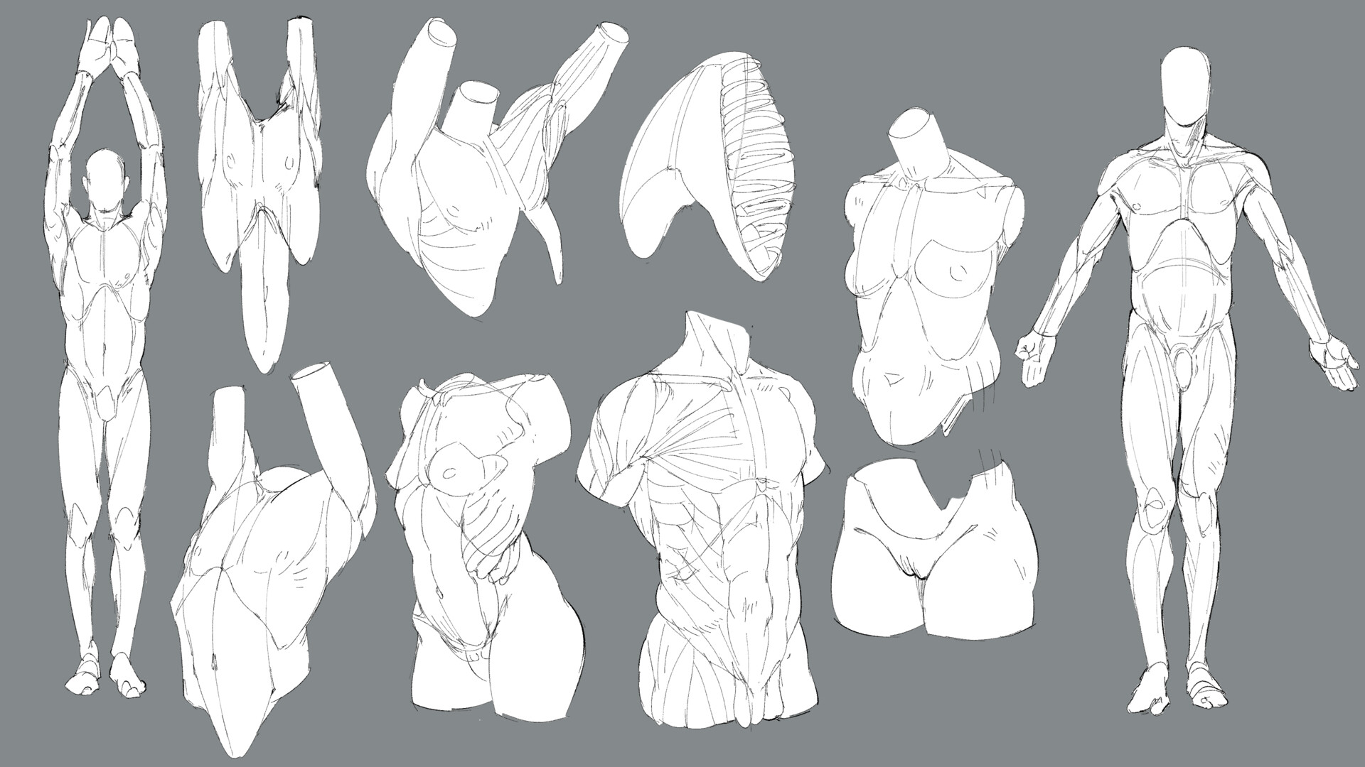 ArtStation - Anatomy and Figure Studies