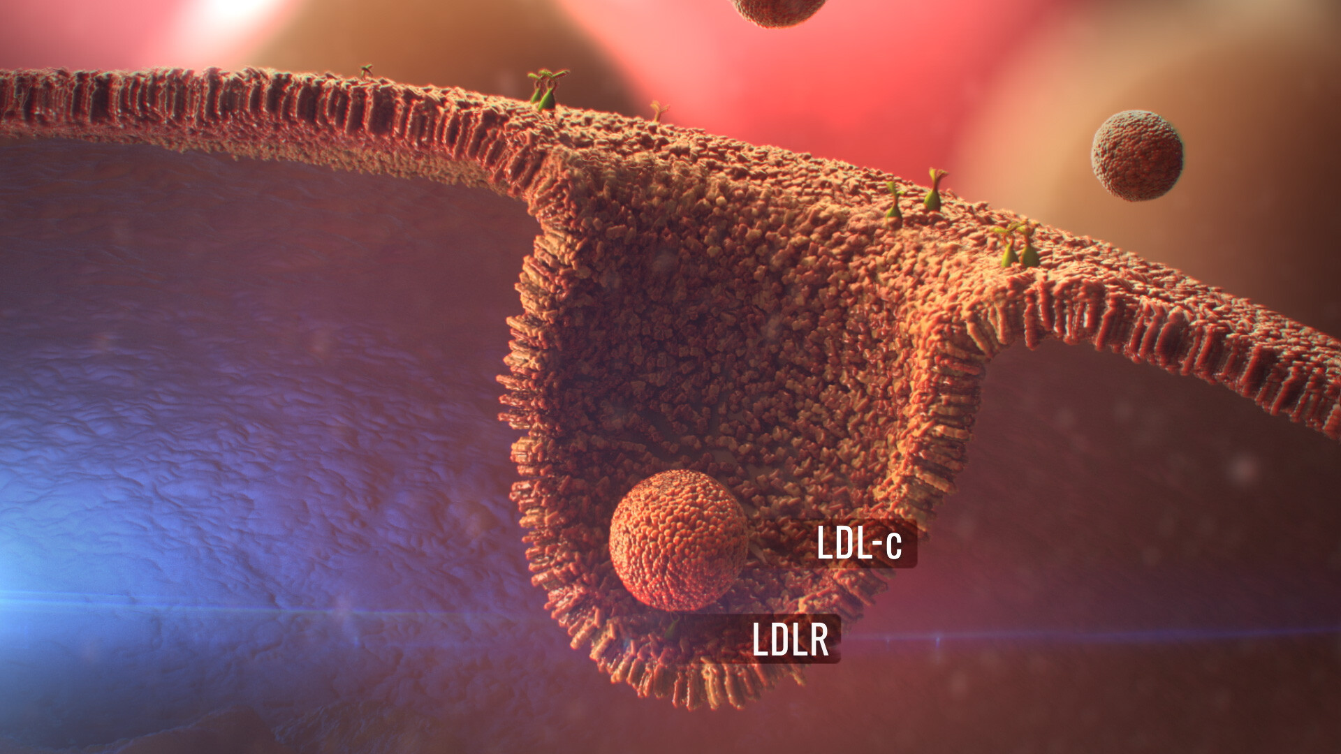 Lars Minsaas - LAL-D Medical Animation - Maya, Modo