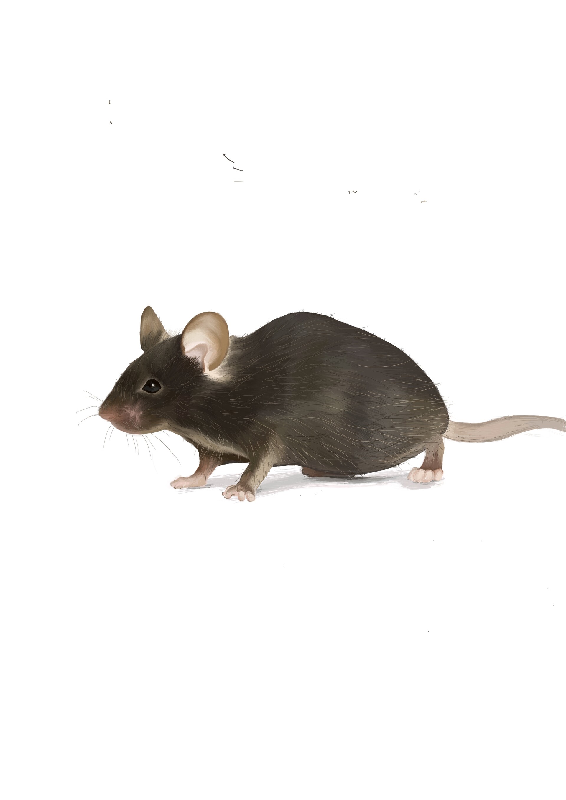 ArtStation - Digital painting of a mouse