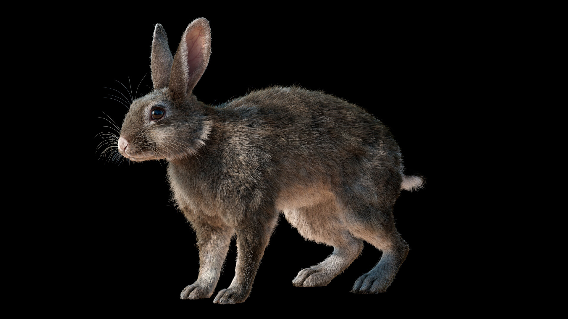ArtStation - Rabbit with XGen