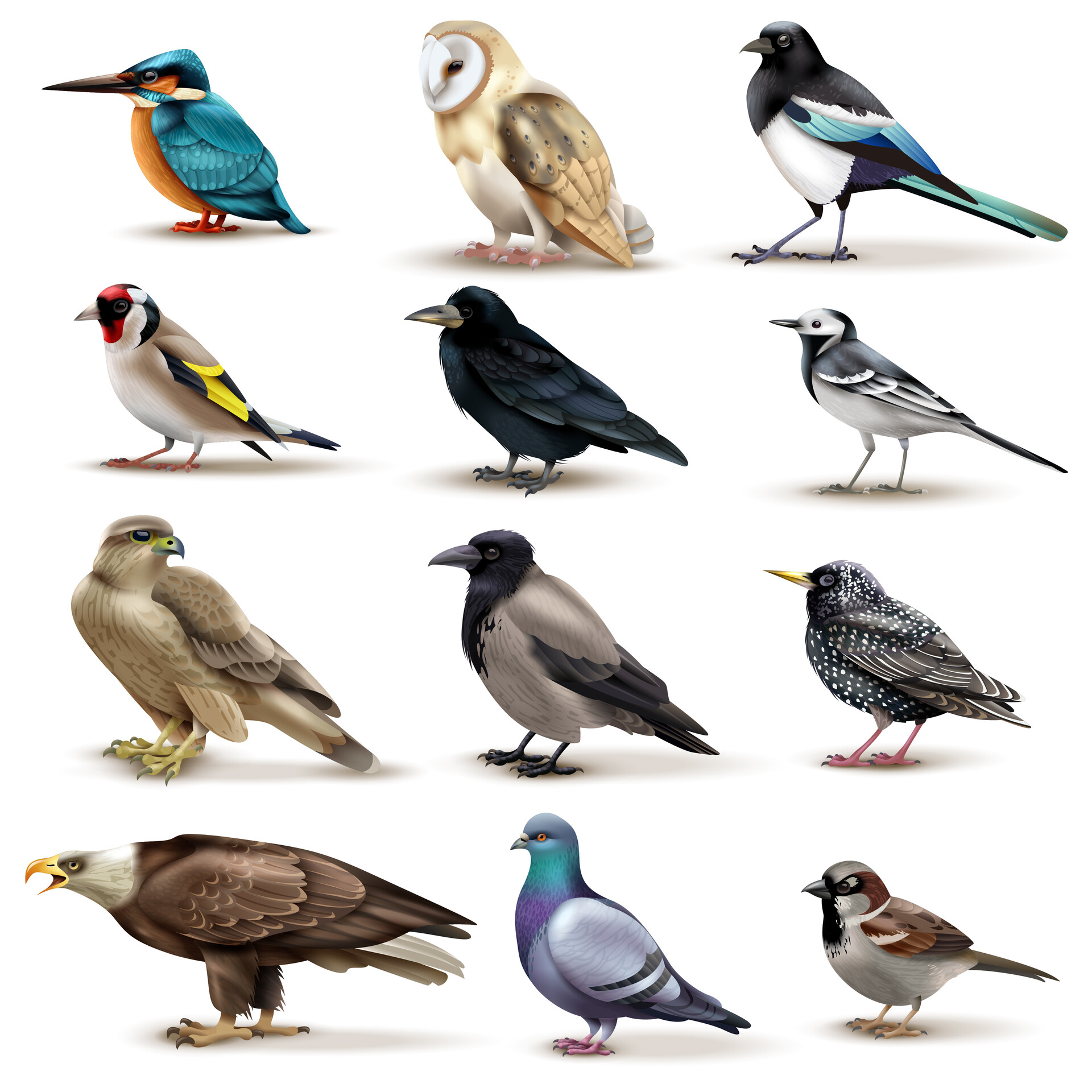 ArtStation - Realistic Vector - Birds