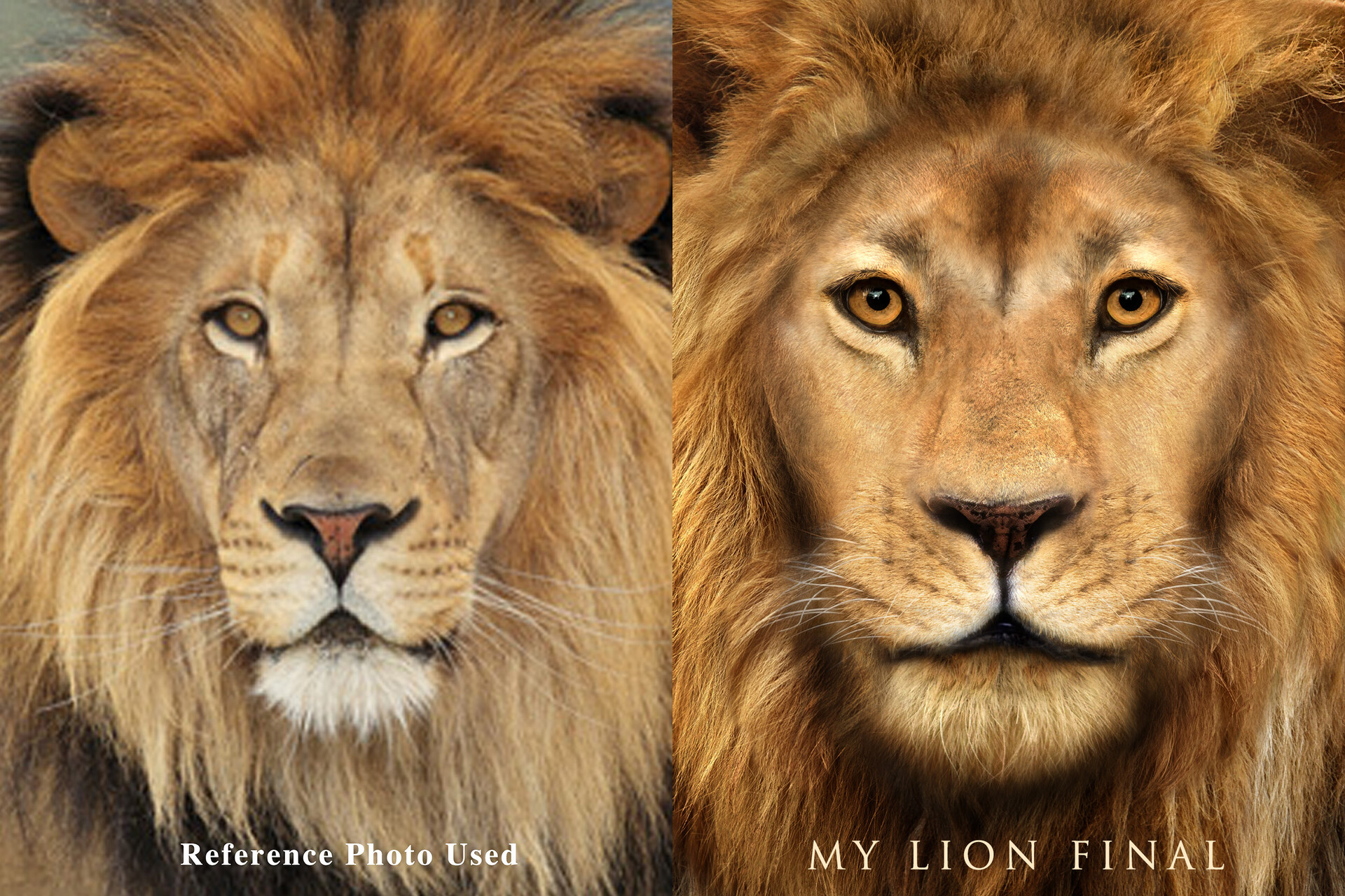 David Rogers - The Lion of Judah