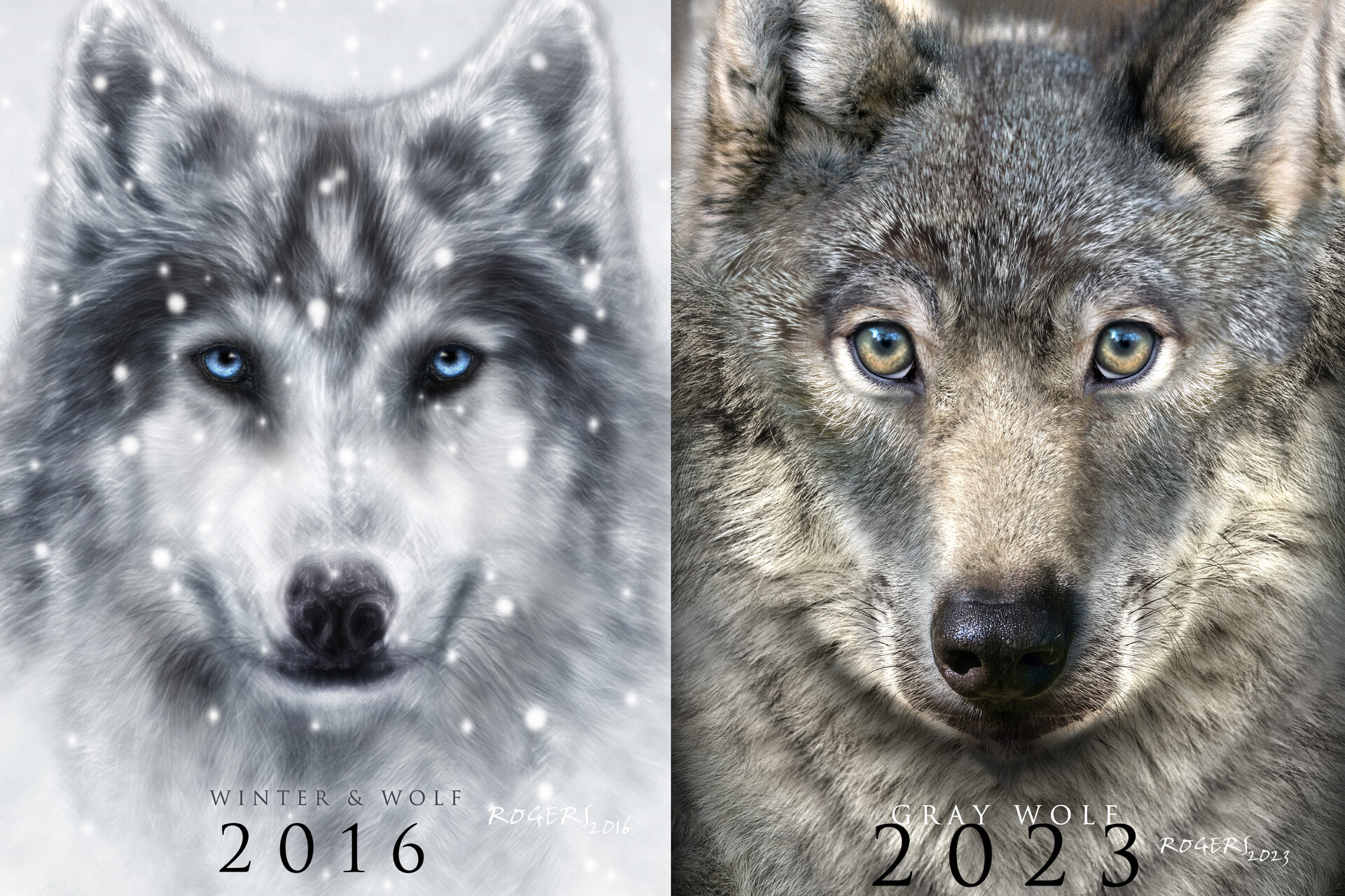 David Rogers - North American Gray Wolf