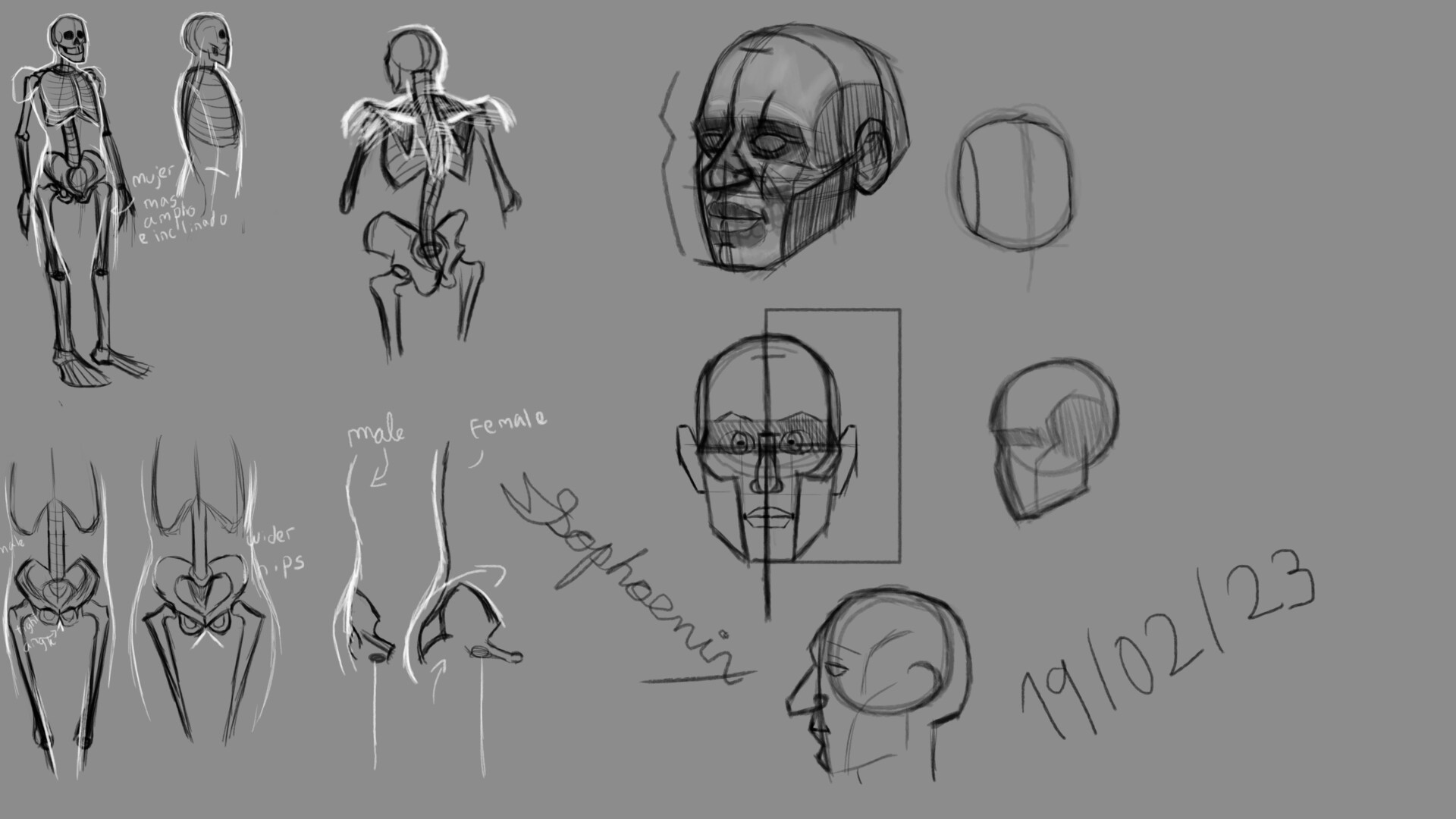 Anatomy Drawing Practice