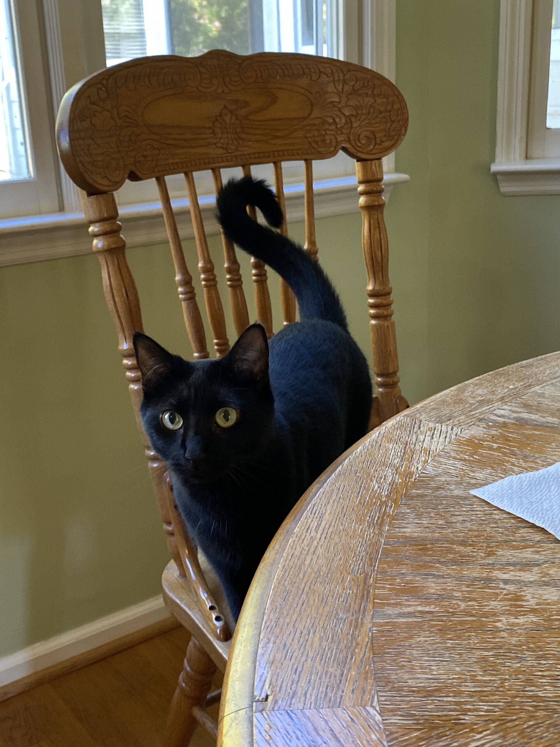 Tuesday Whalen - Shadow & Uno