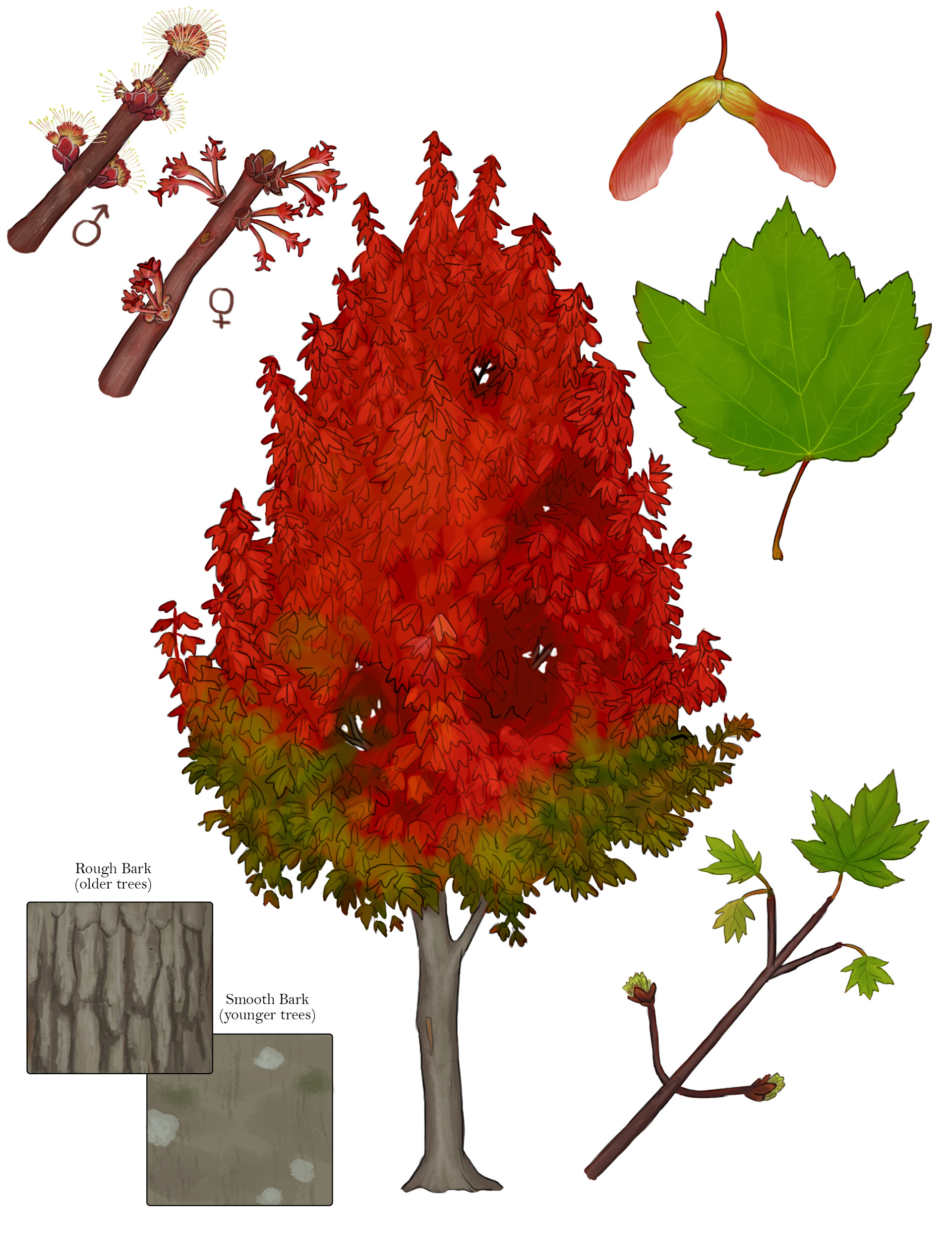 Alexandra Filipek - Red Maple Wayside