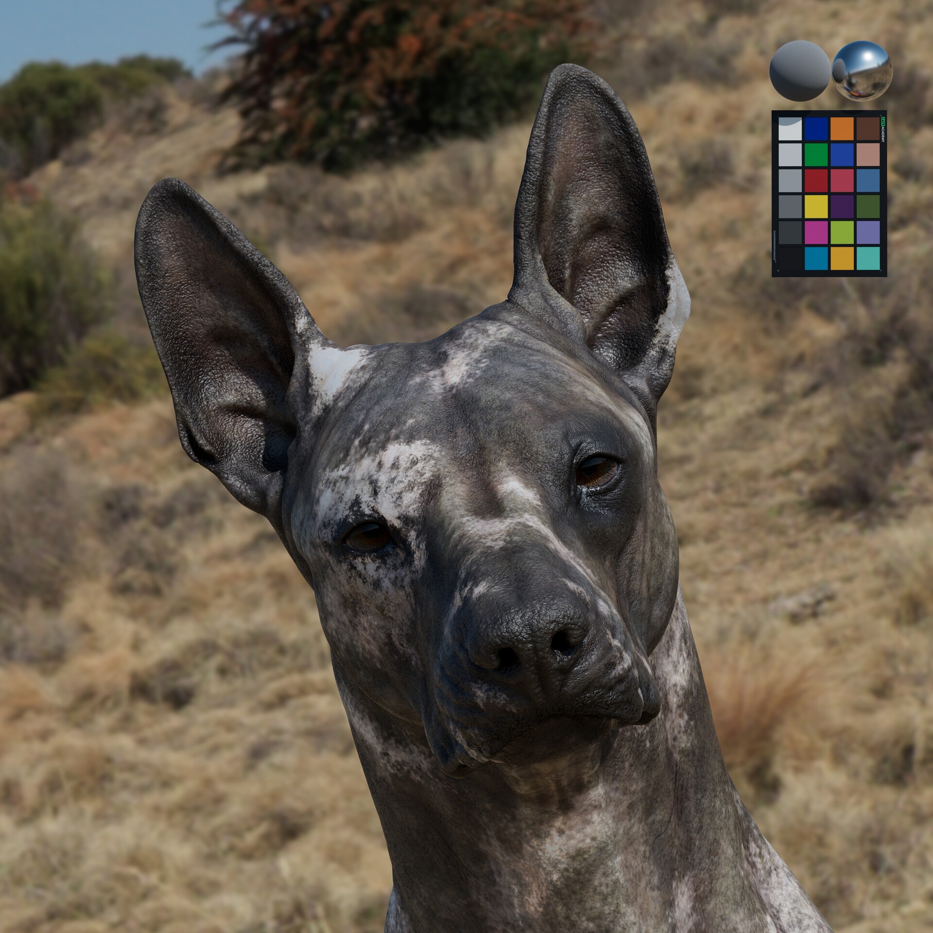 Burjis Shroff - XOLO_DOG