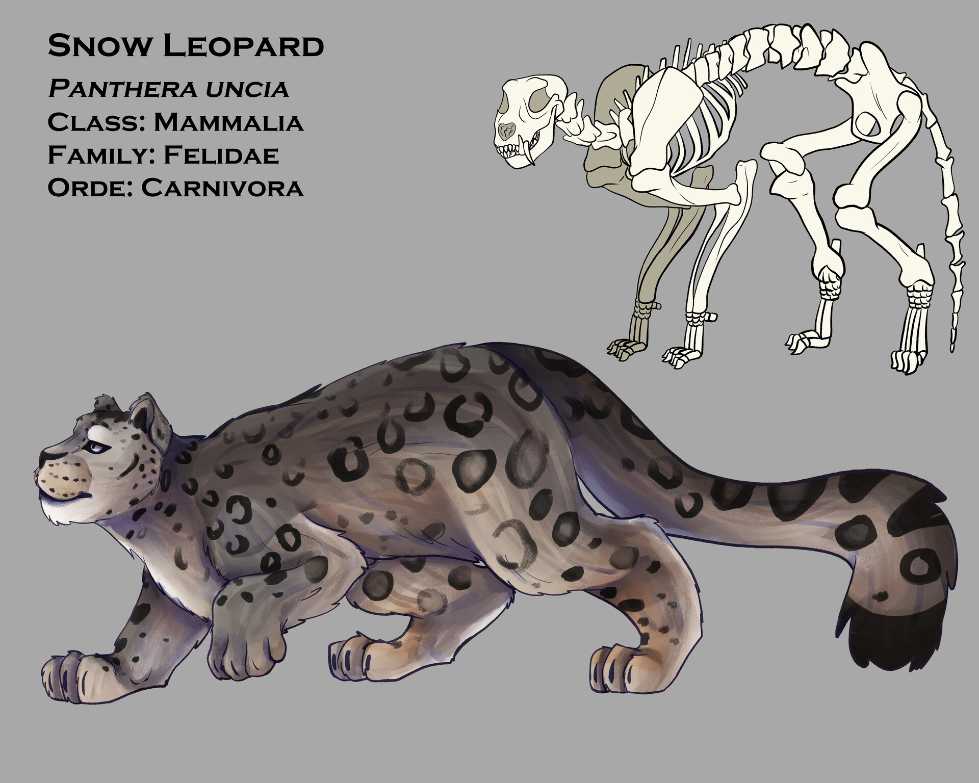 ArtStation - Snow Leopard Study