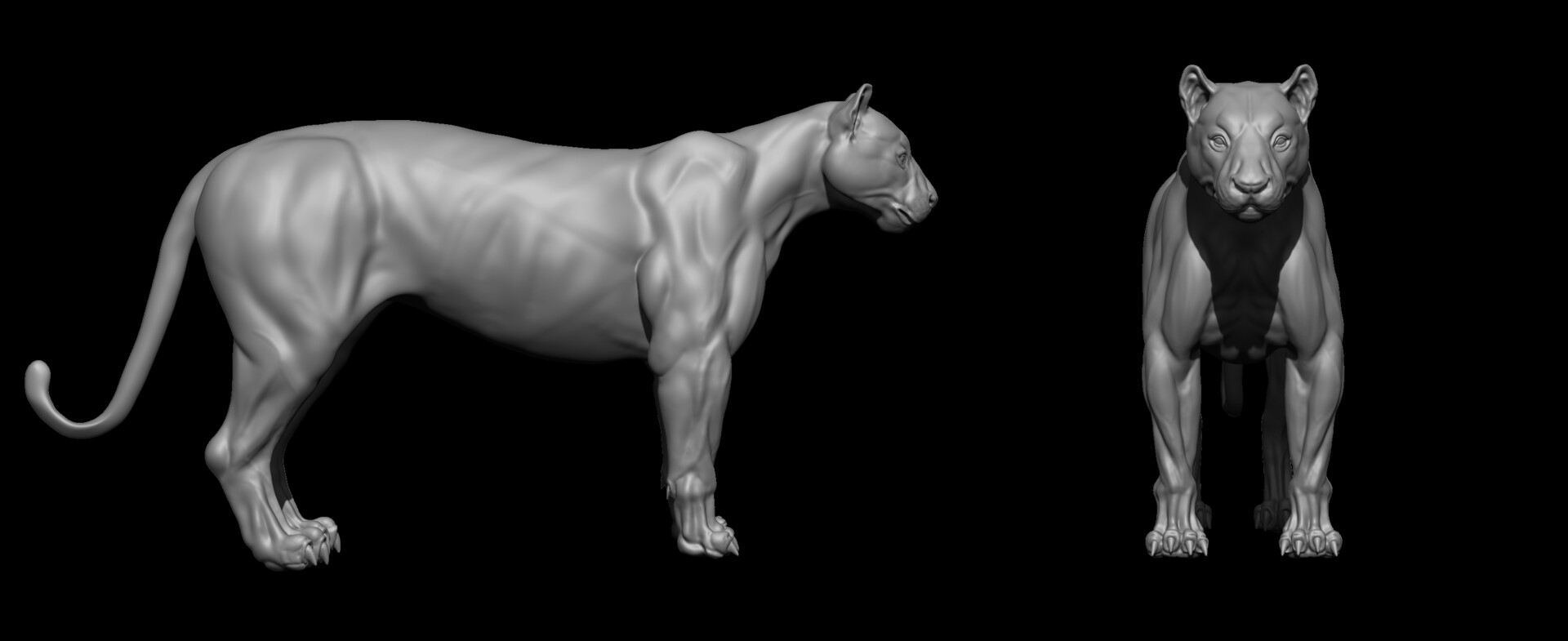 ArtStation - Tiger Anatomy Study
