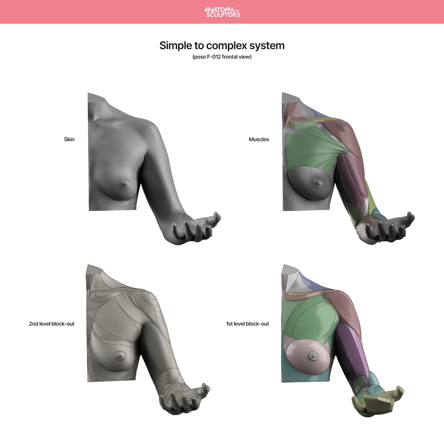 ArtStation - Female arm (simple to complex system)