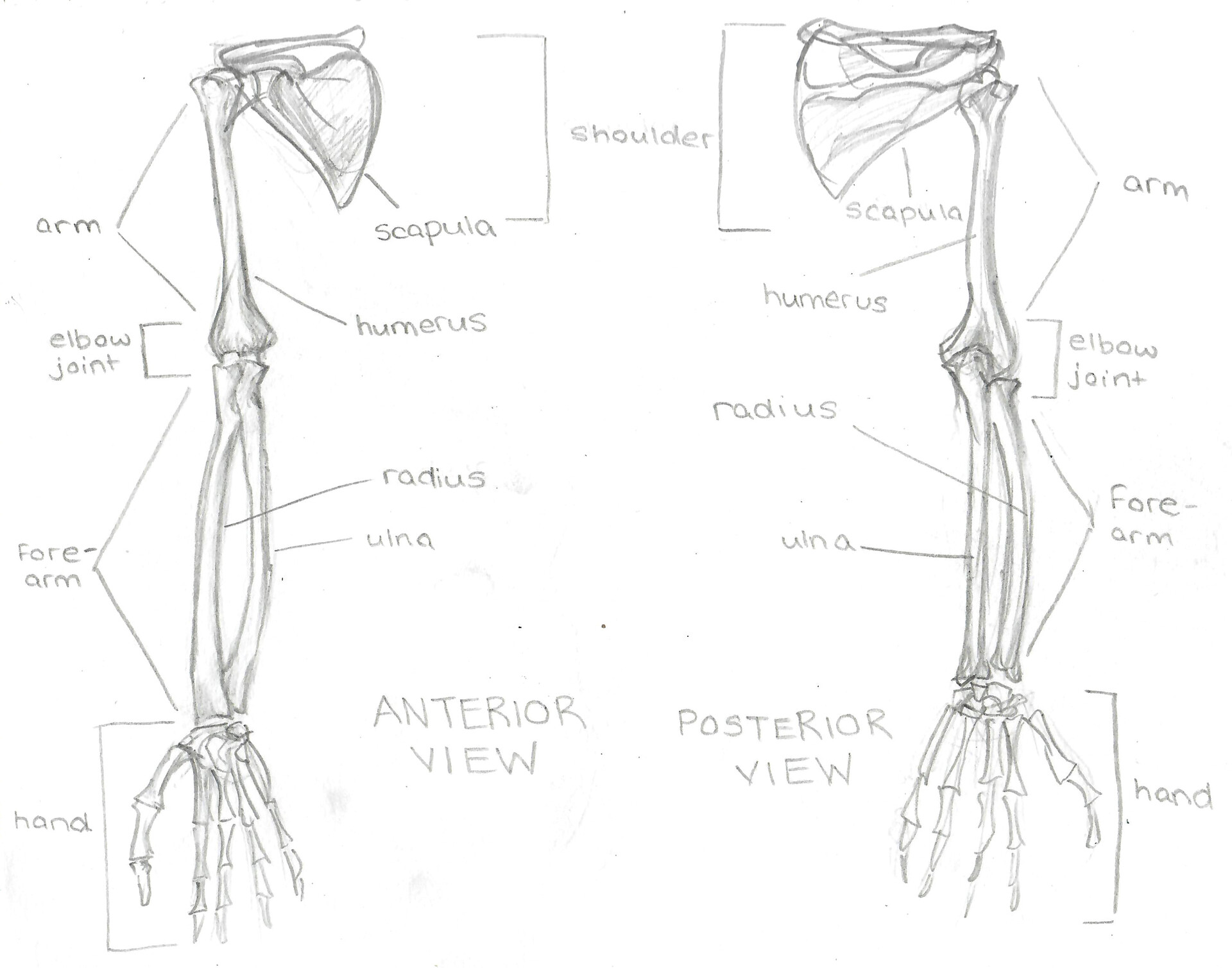 ArtStation - Skeletal anatomy - arms sketch