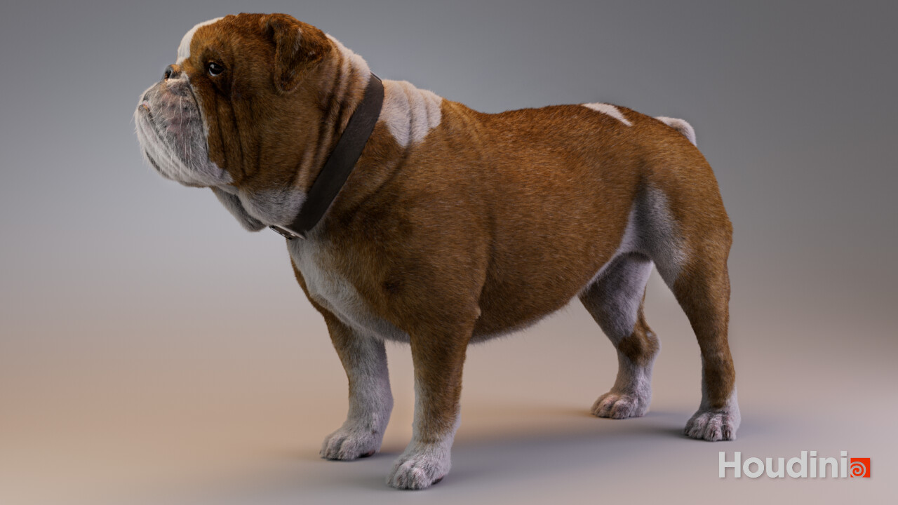 ArtStation - Bull Dog Grooming and Lookdev