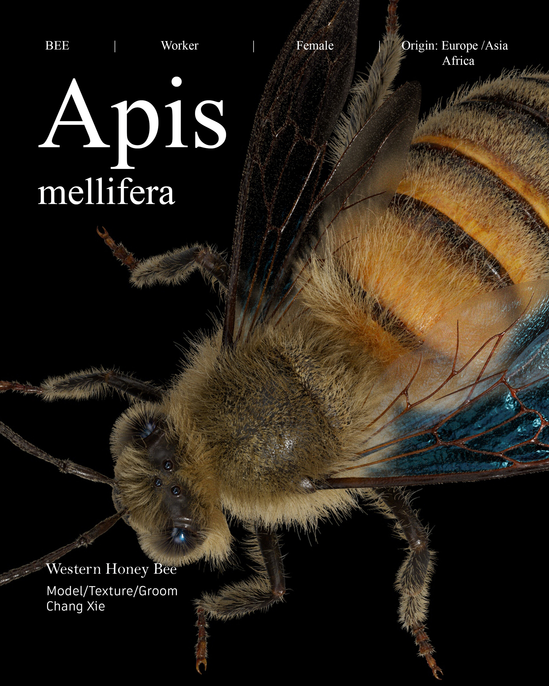 ArtStation - Worker Bee