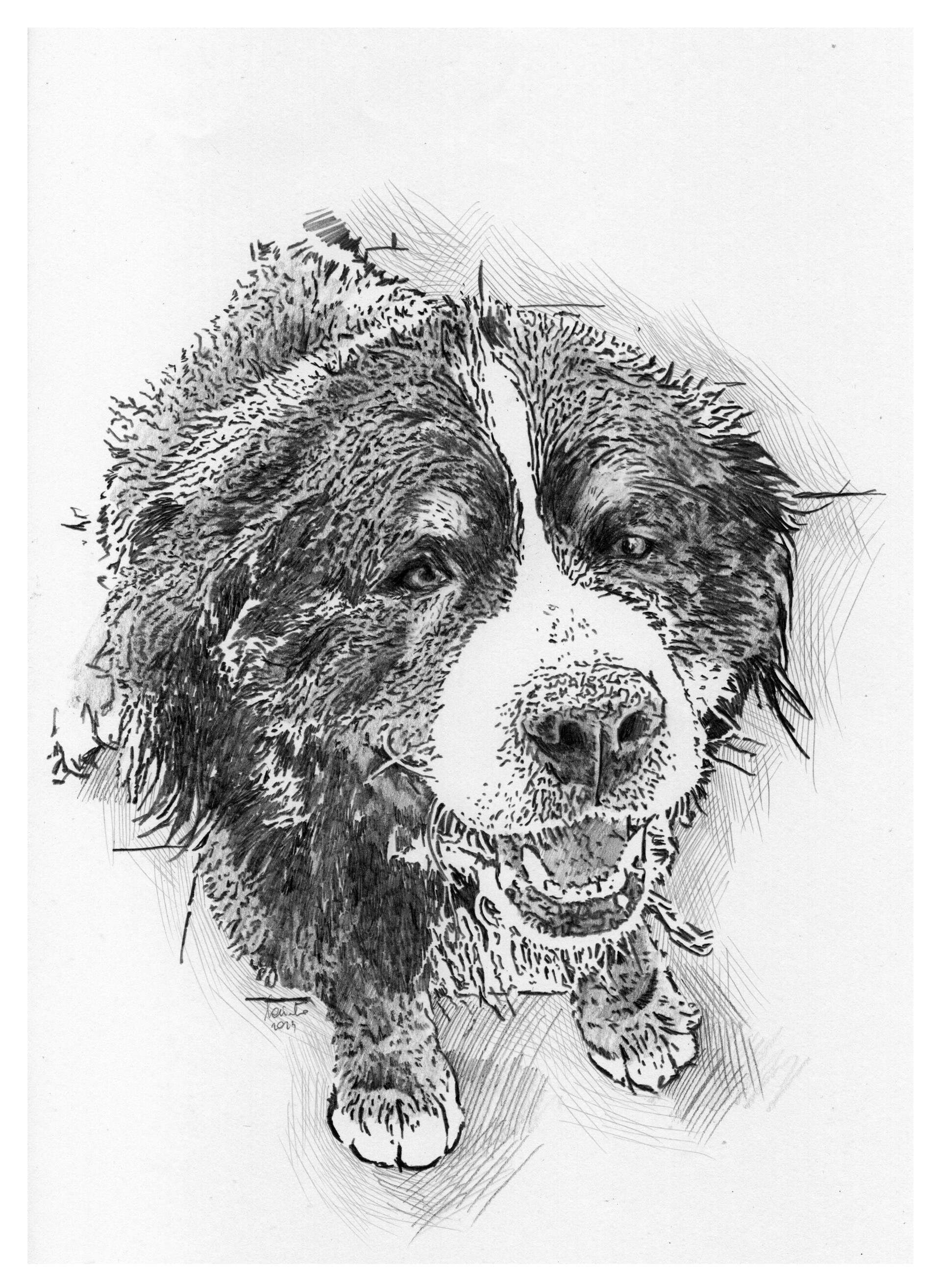 ArtStation - Dog sketch