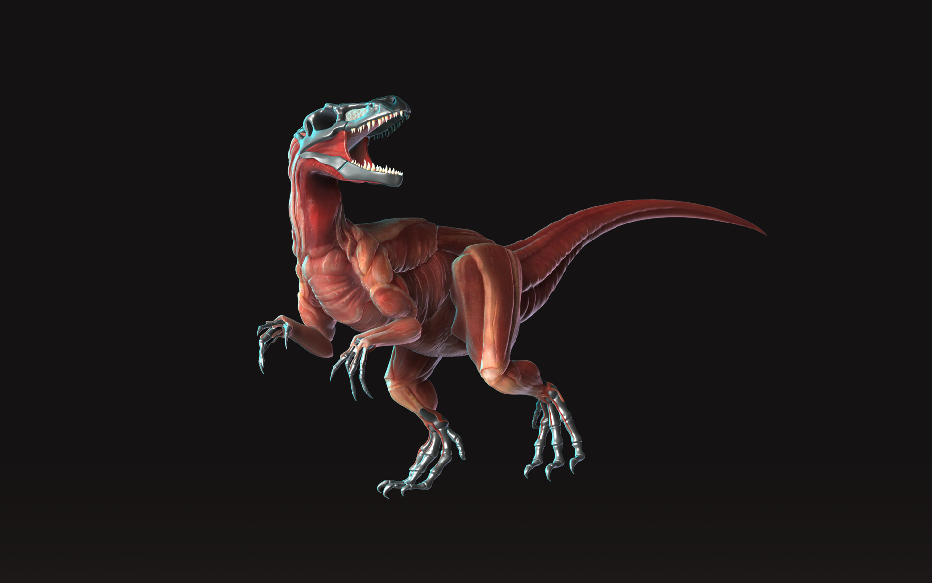 ArtStation - Velociraptor Anatomy