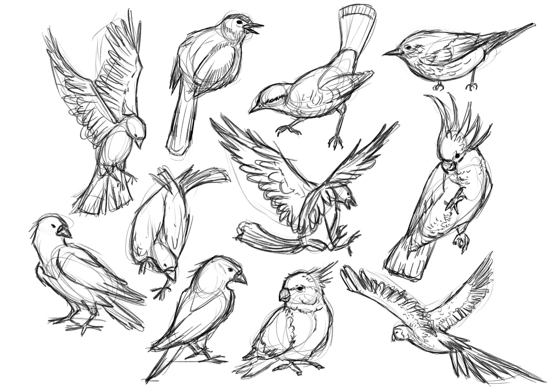ArtStation - Birdies Sketches