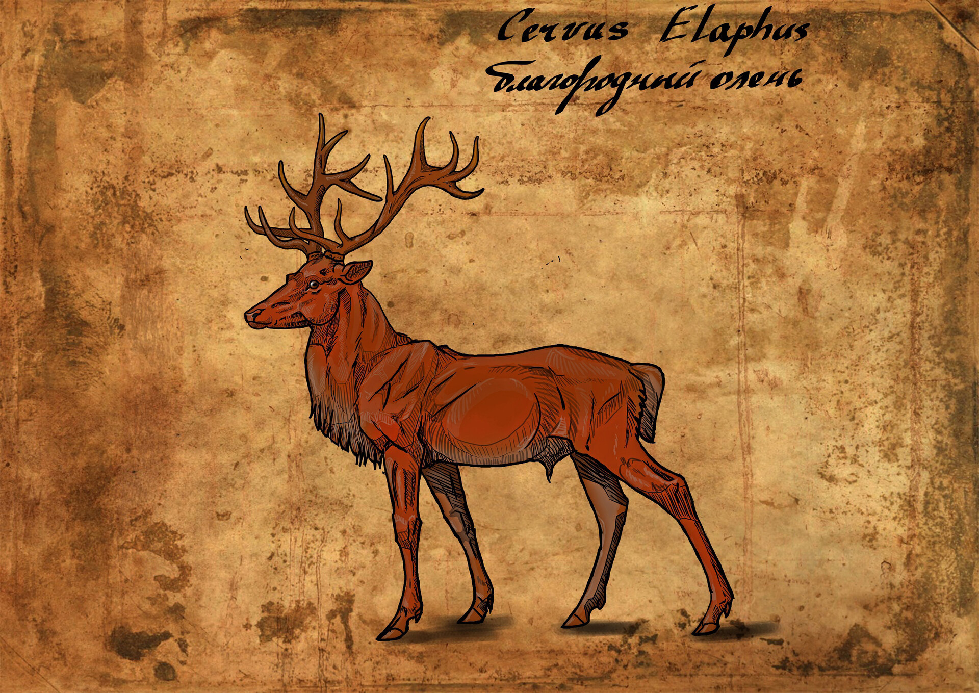 ArtStation - the hunter call of the wild - red deer