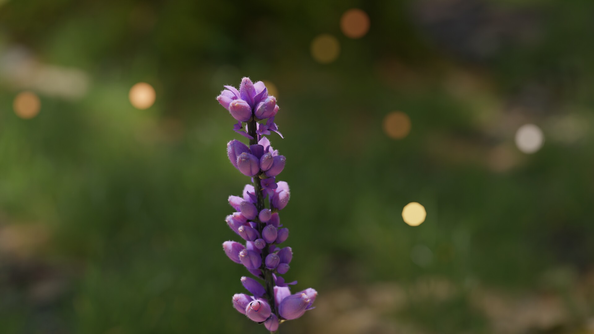 ArtStation - Lavender: Study On Close Shots