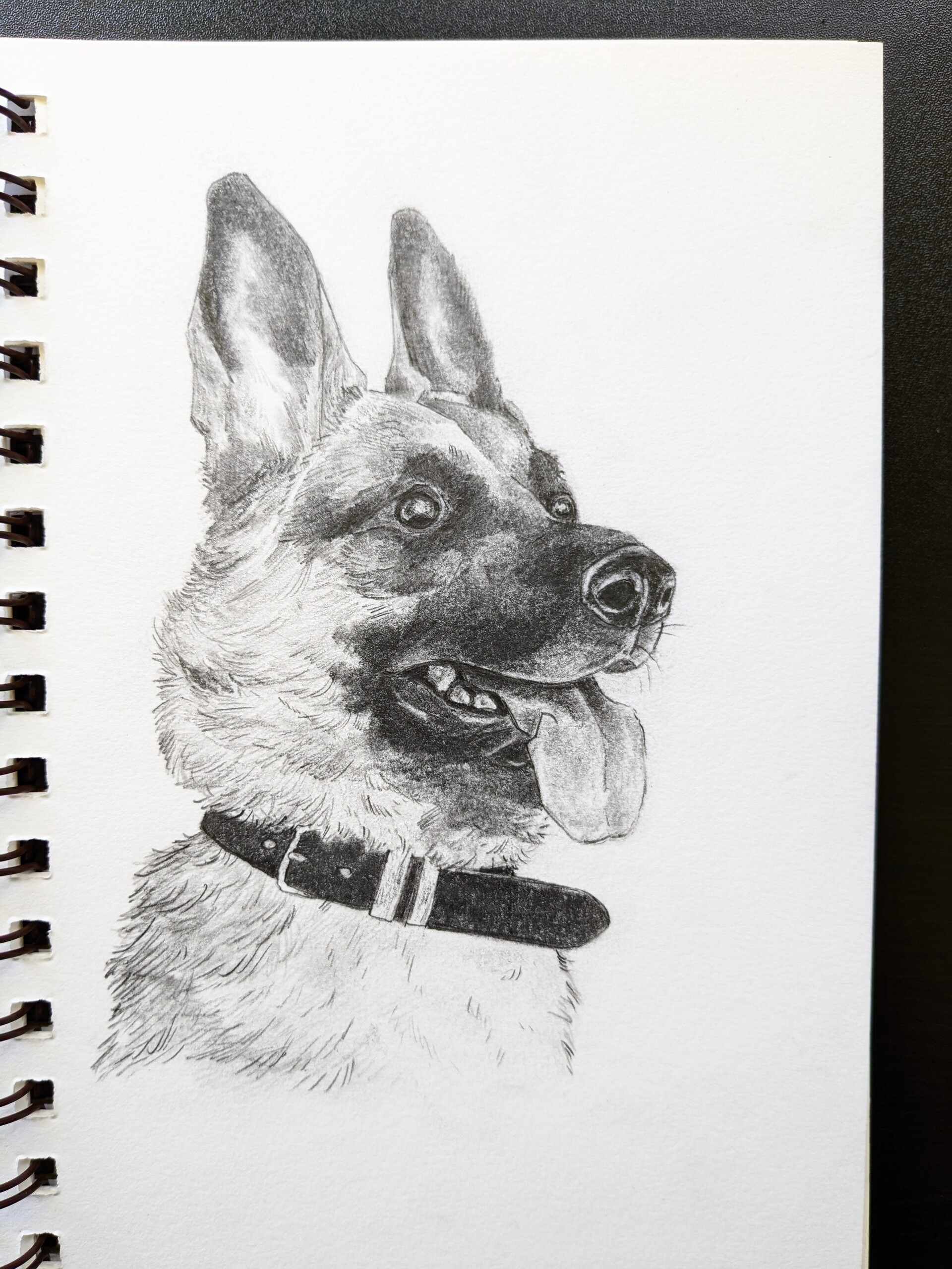 ArtStation - German Shepherd Sketch