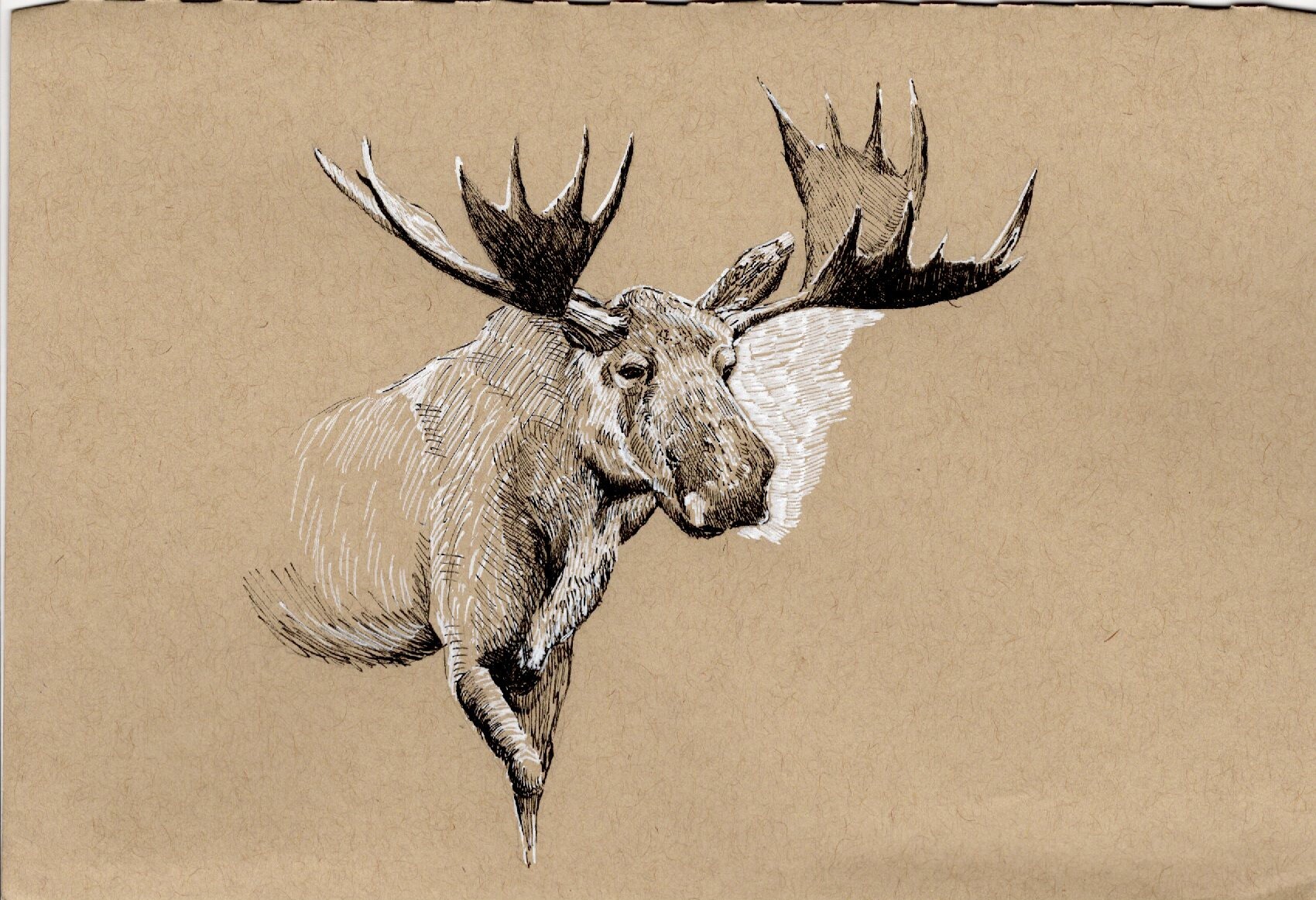 ArtStation - Alaskan moose