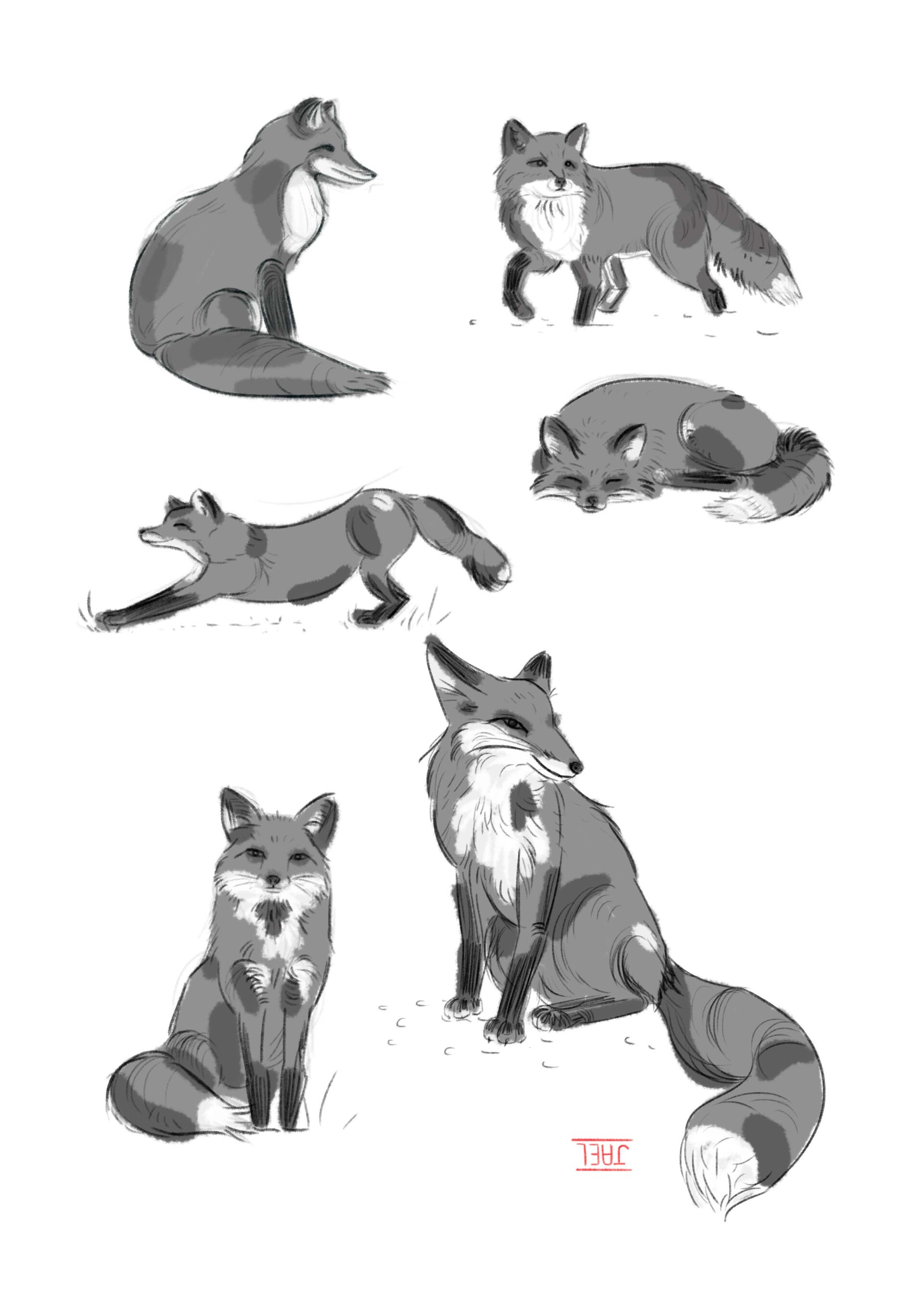 ArtStation - Fox study