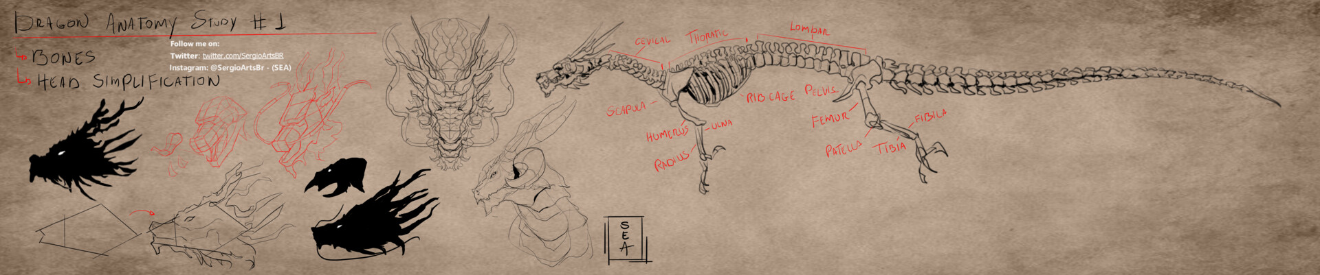 ArtStation - Dragon Anatomy study