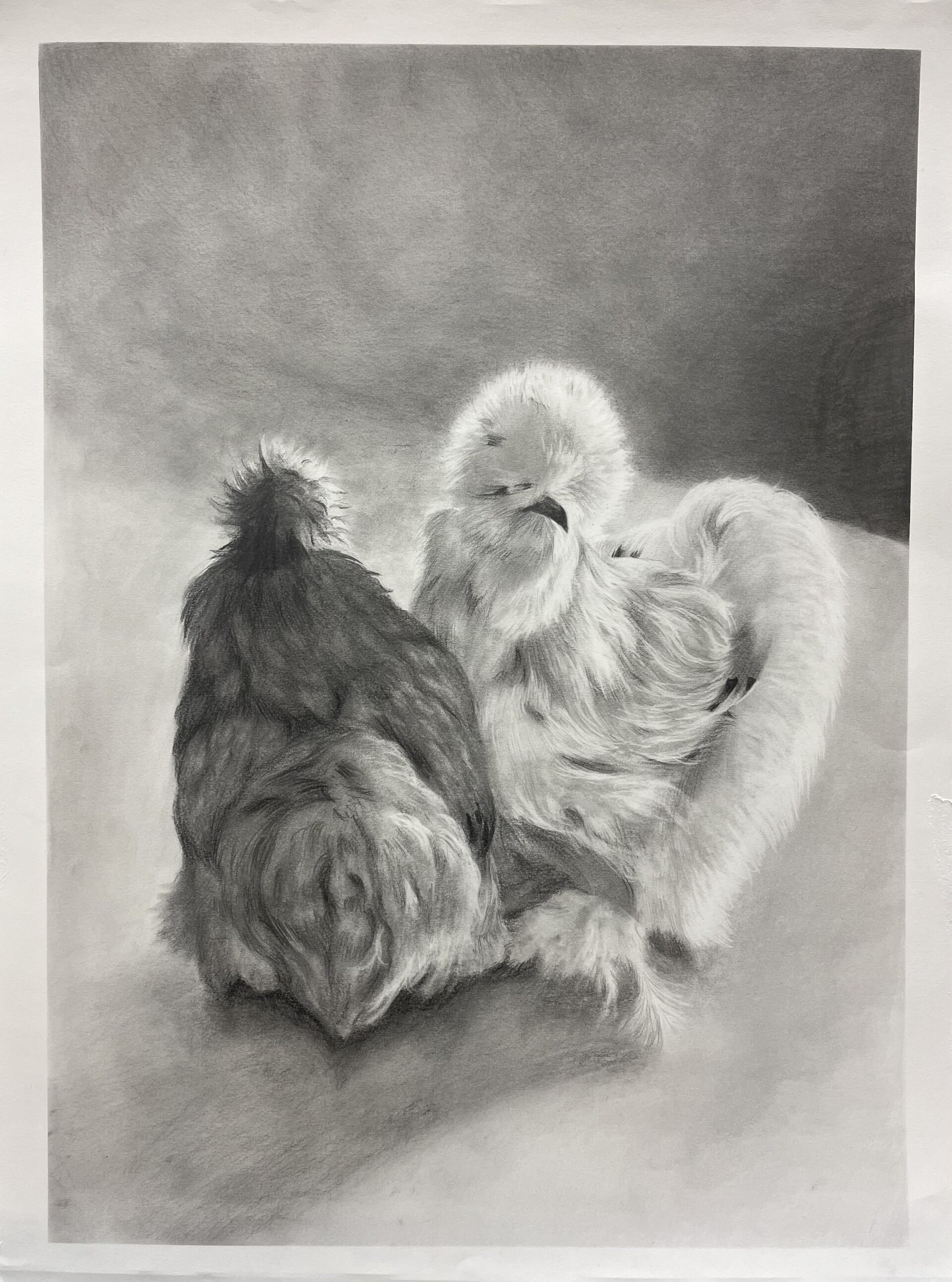 ArtStation - Live Animal Drawing - Silk Chickens