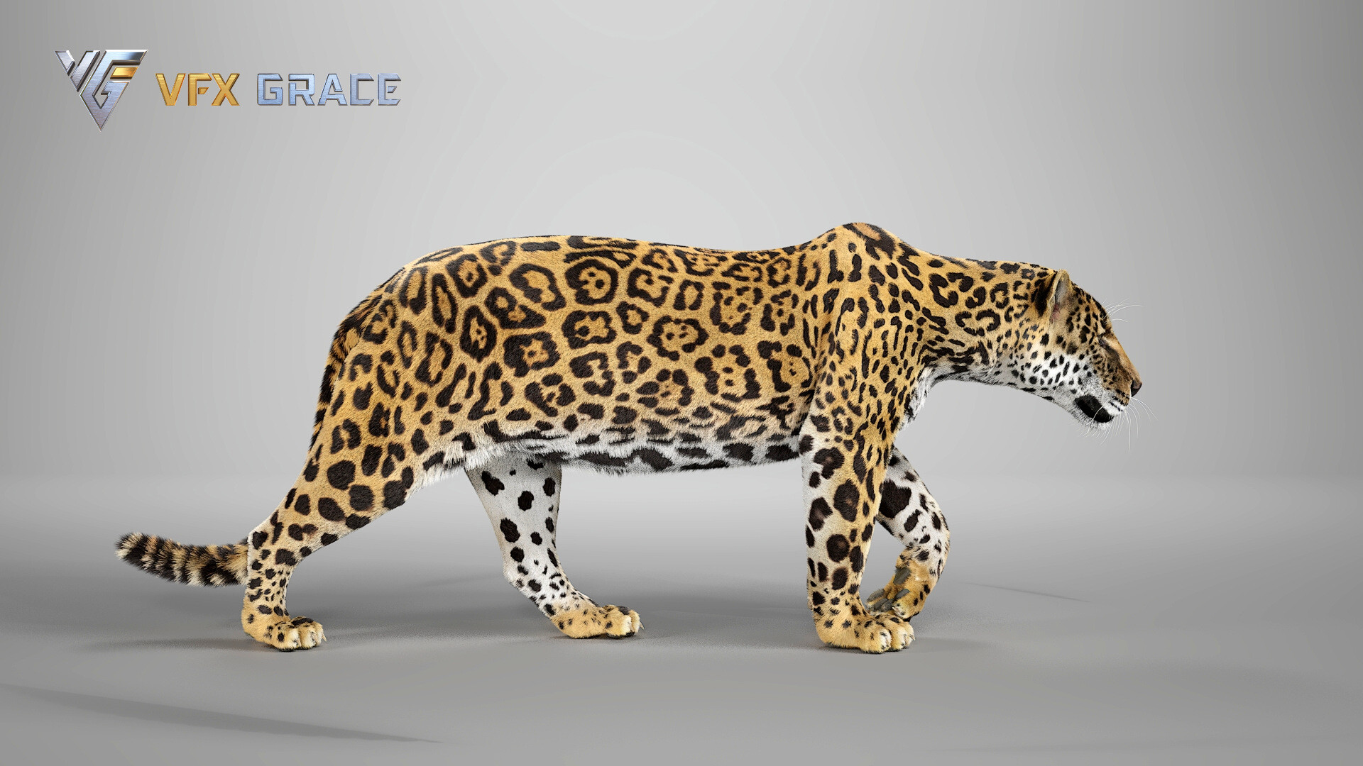 VFX models - Panthera onca - UE Character Asset