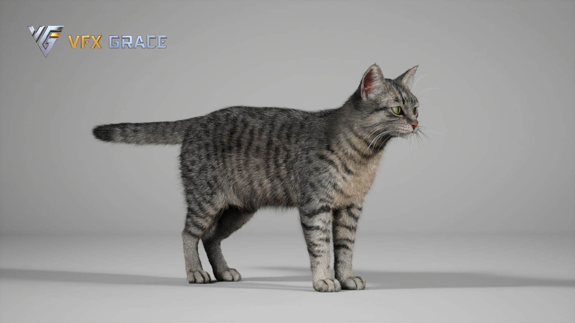 VFX models - Grey Tabby Cat - UE Character Asset