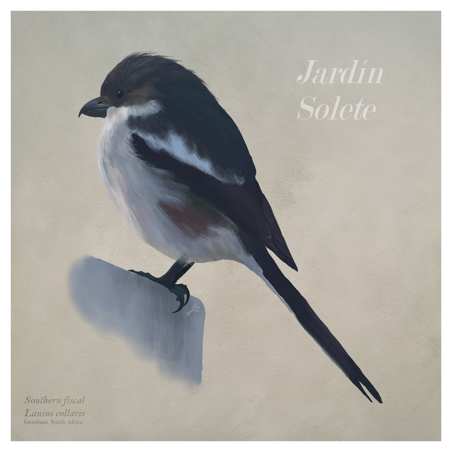 ArtStation - Lanius collaris