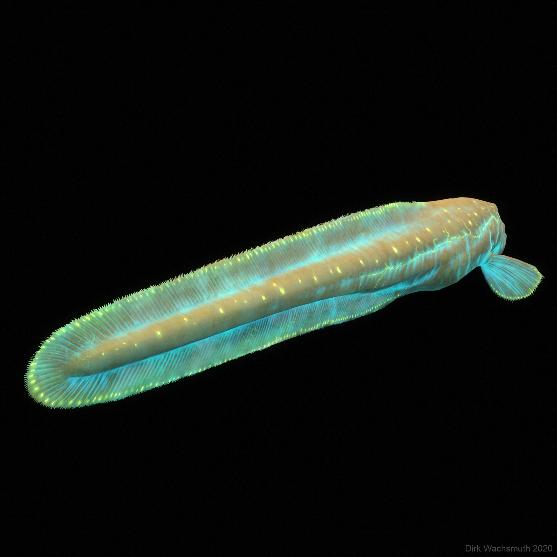 Dirk Wachsmuth - Biolum - Zoarcid