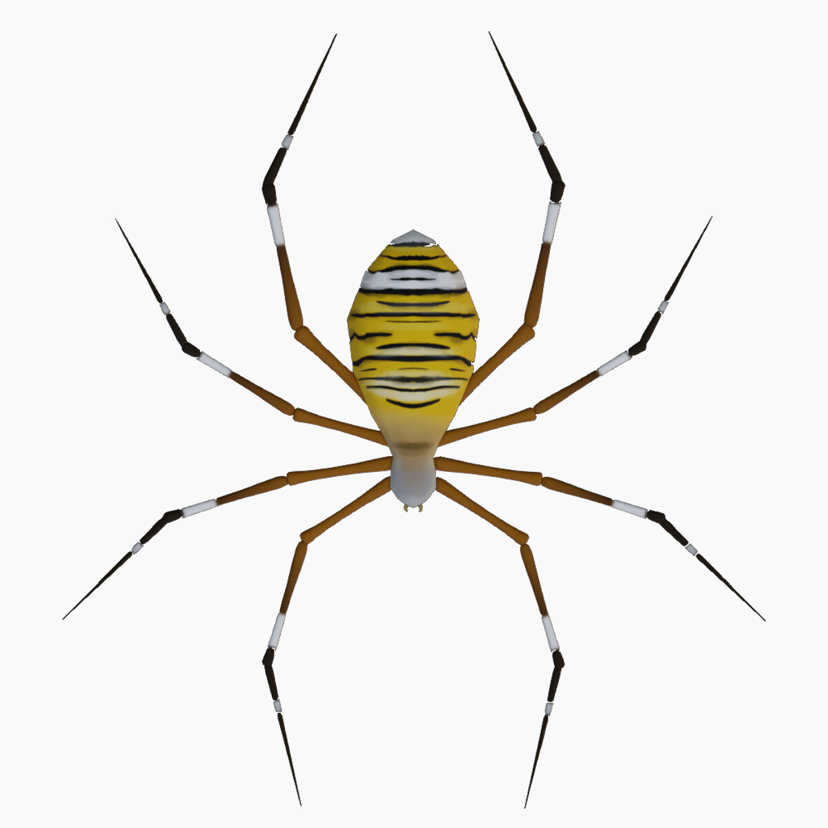 ArtStation - ANIMATED TIGER SPIDER/BEE