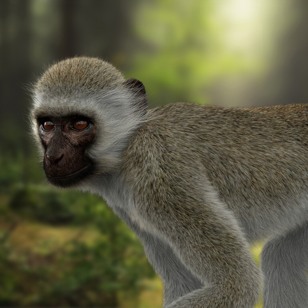 ArtStation - Monkey Ververt 02