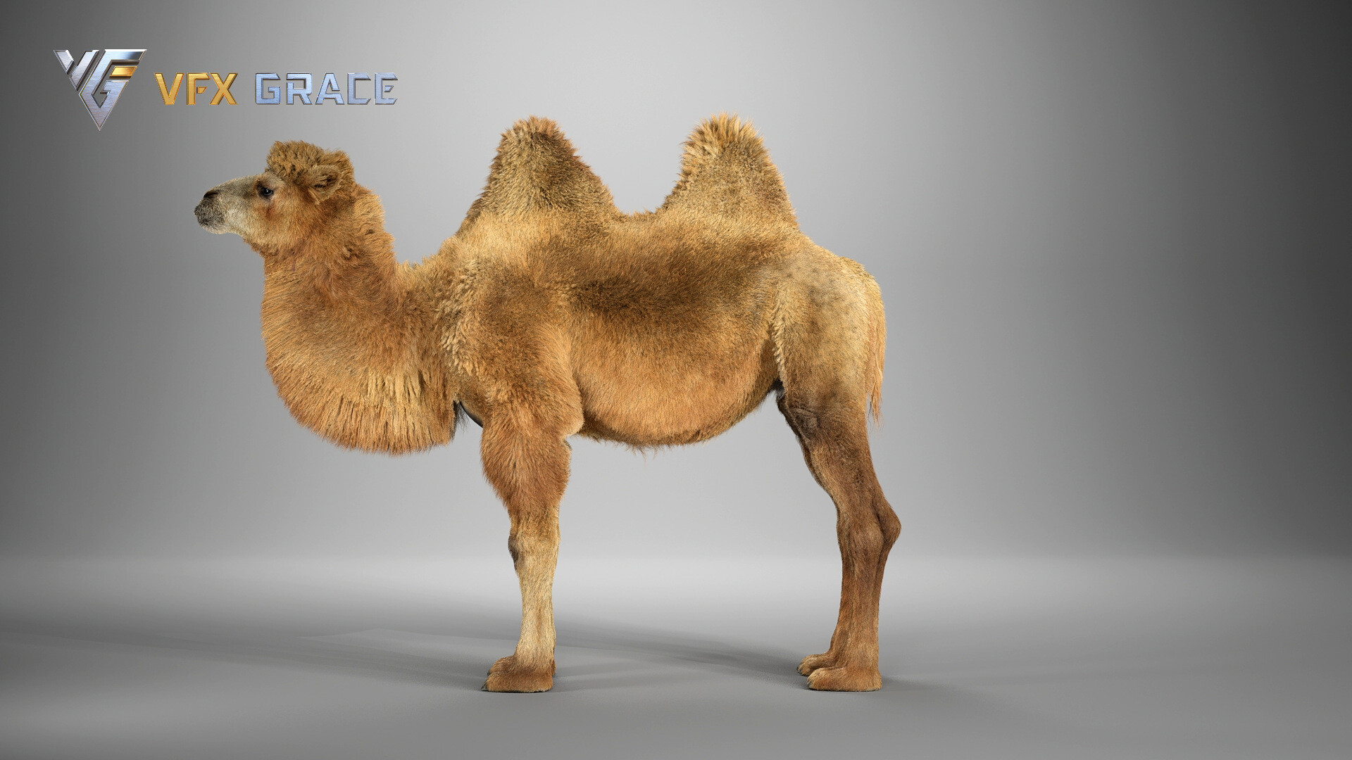 VFX models - Bactrian Camel - UE Character Asset