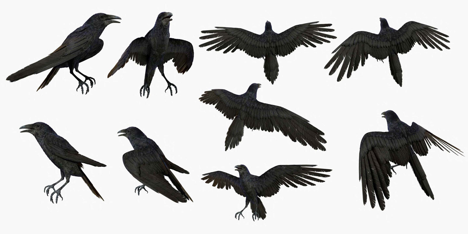 ArtStation - Crow