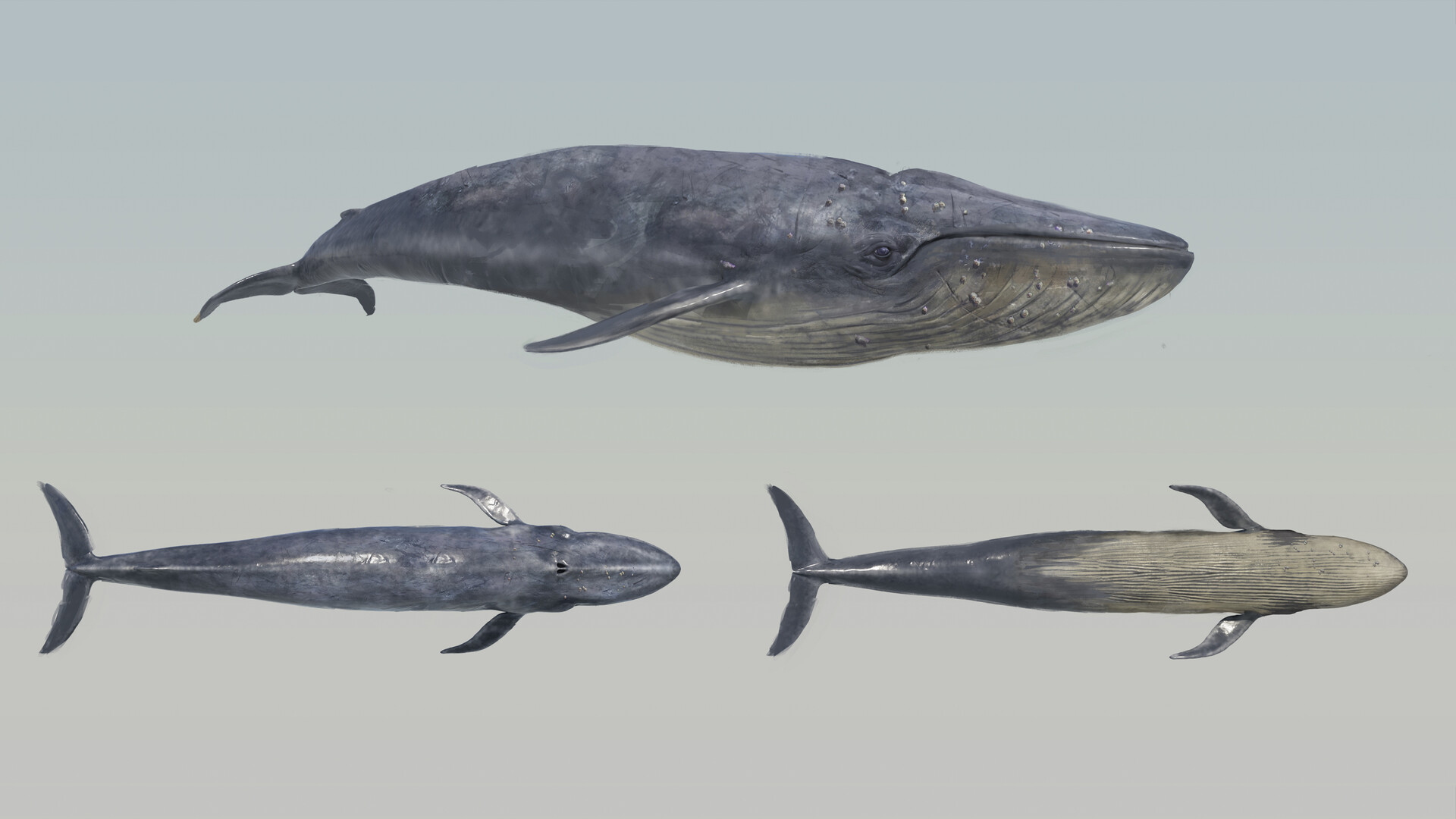 ArtStation - Whale concept