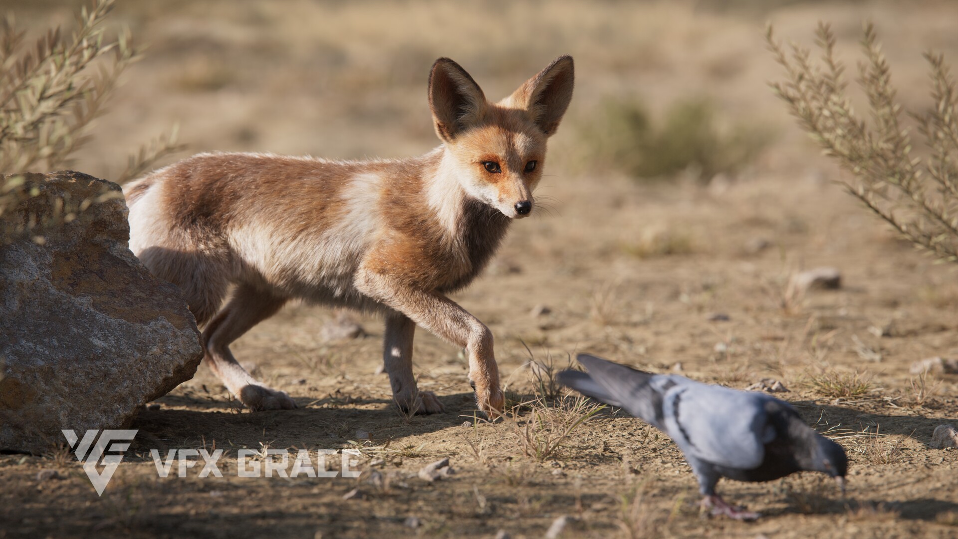 VFX models - Arabian Red Fox Animation | Blender 3d model
