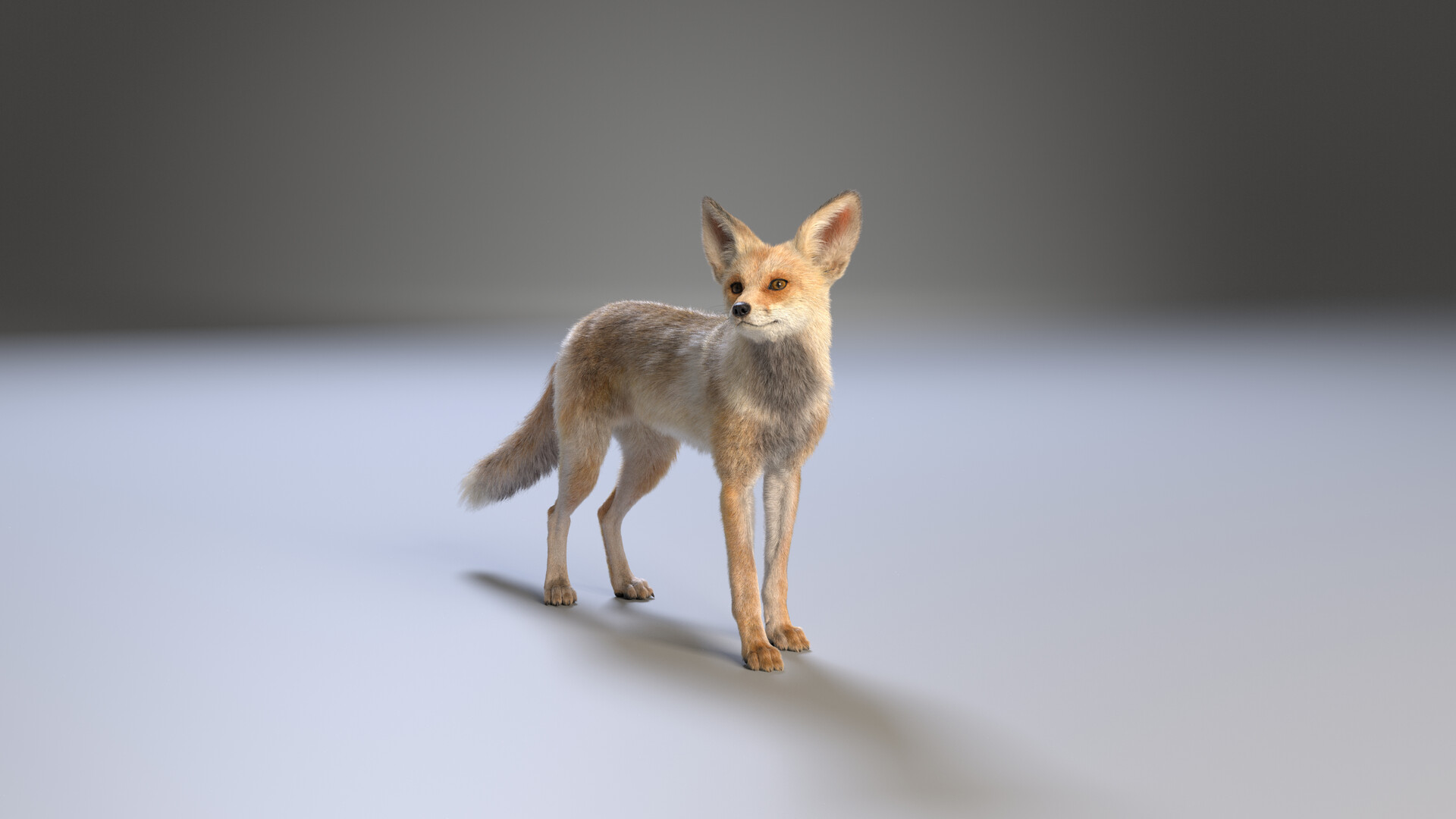 VFX models - Arabian Red Fox Animation | Blender 3d model