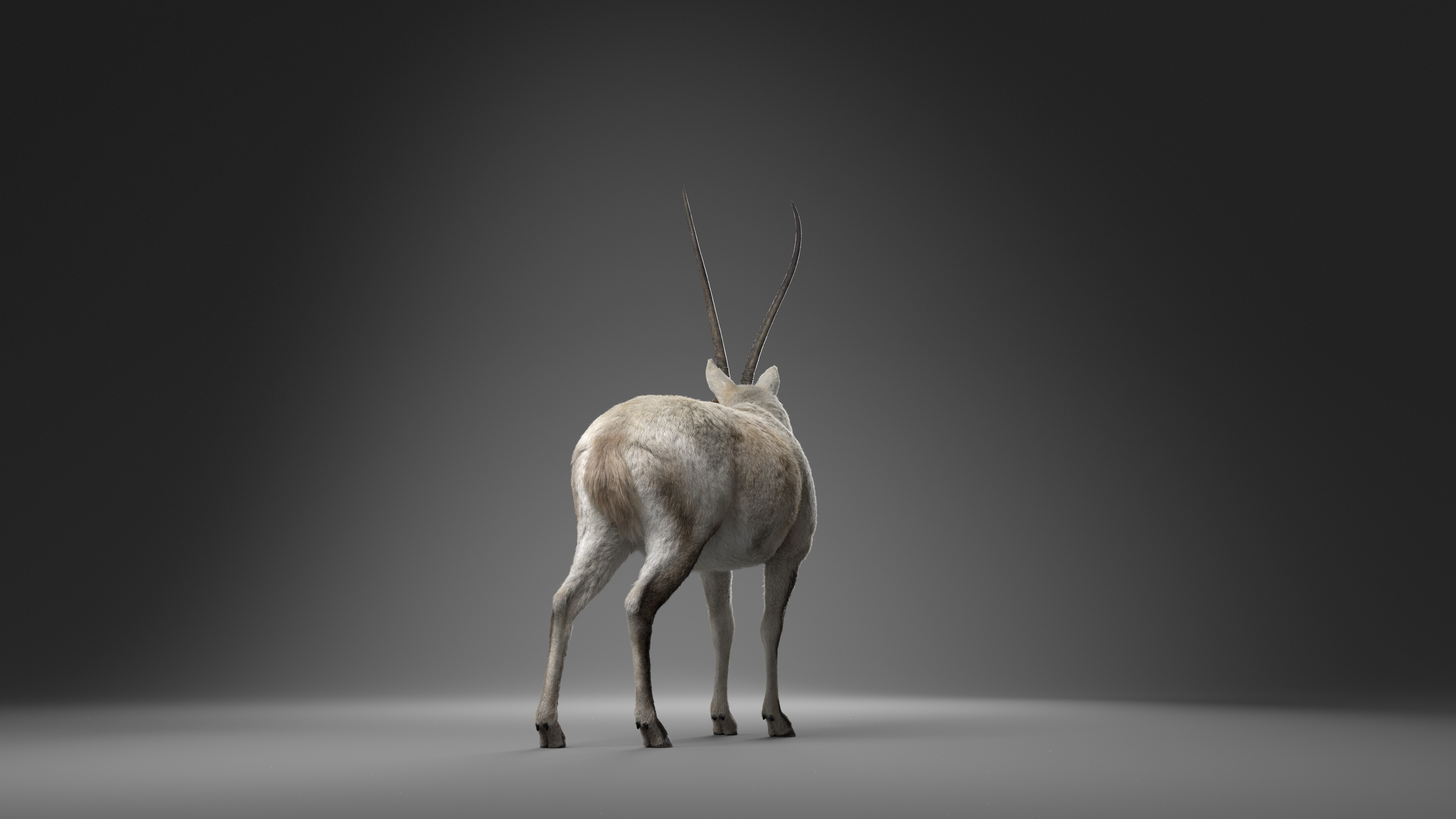 VFX models - Tibetan Antelope Animation | Blender 3d model