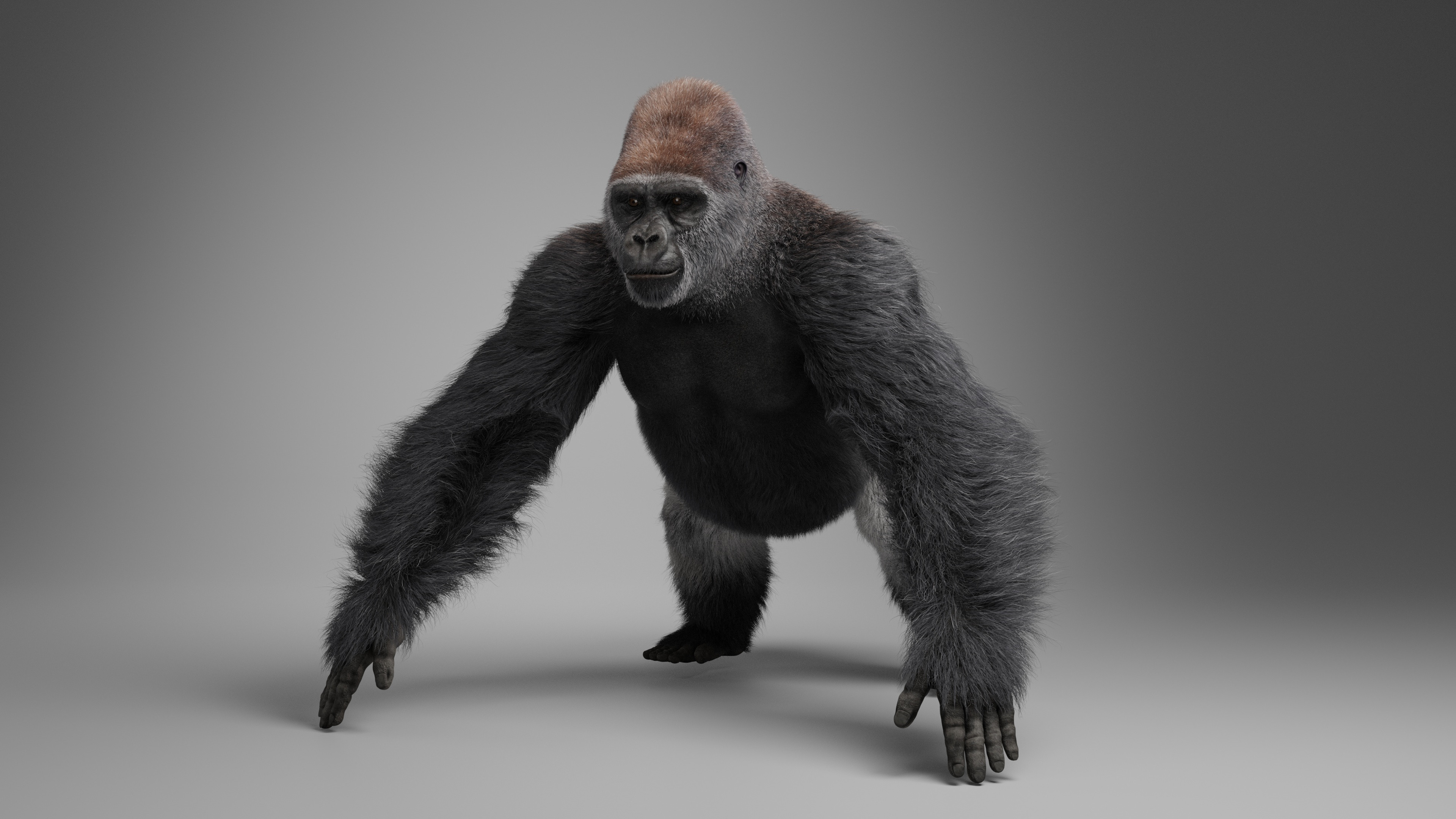 VFX models - Silverback Gorilla Animation | Blender 3d model