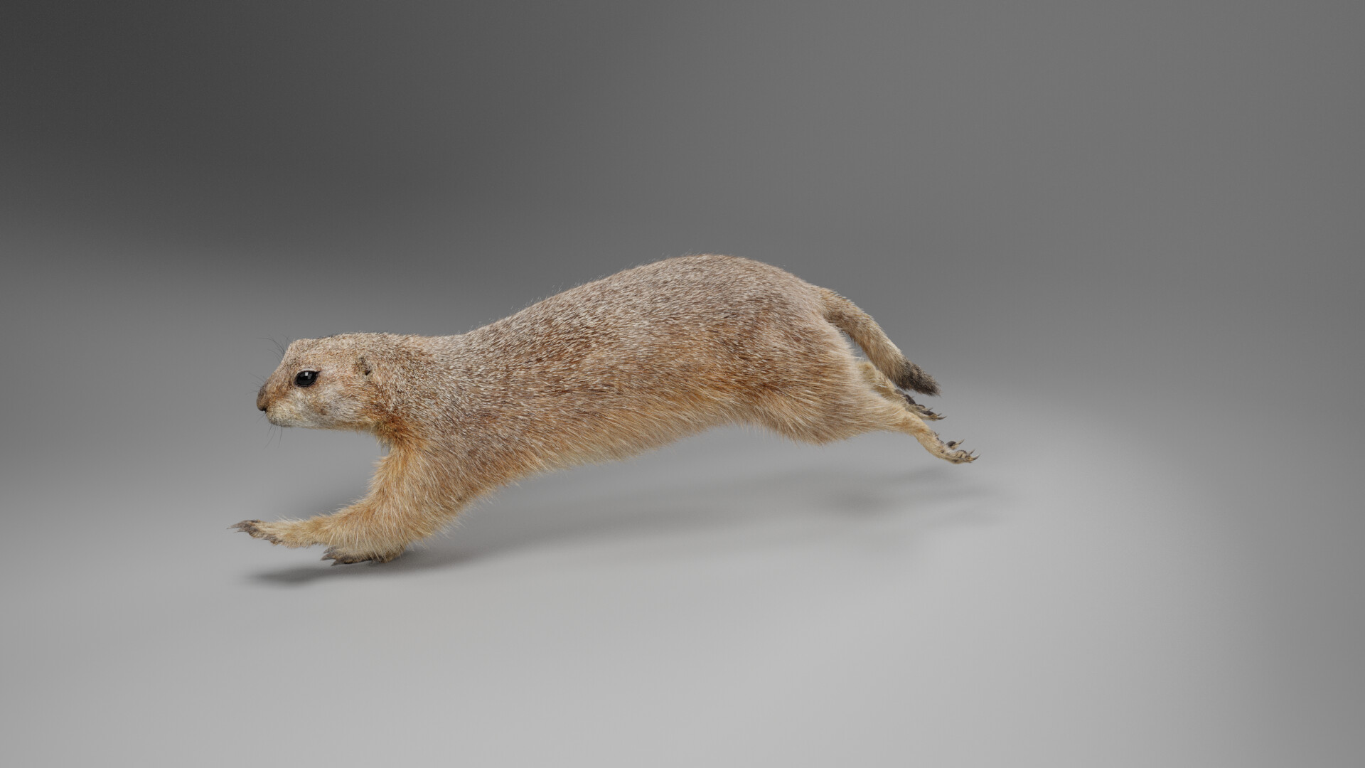 VFX models - Prairie Dog Animation | Blender 3d model