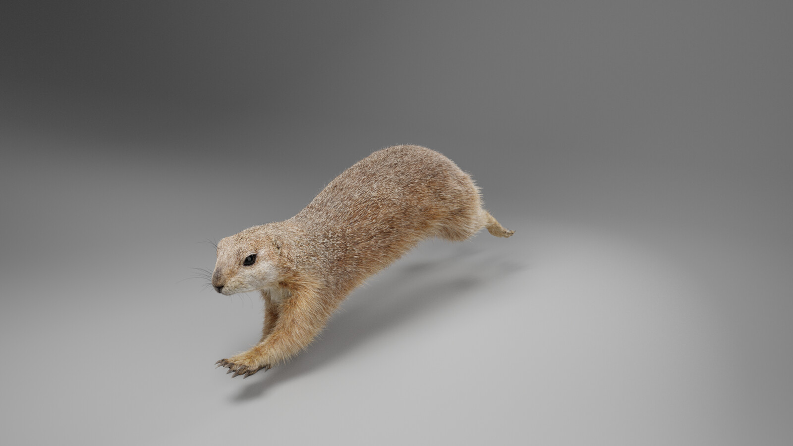 VFX models - Prairie Dog Animation | Blender 3d model