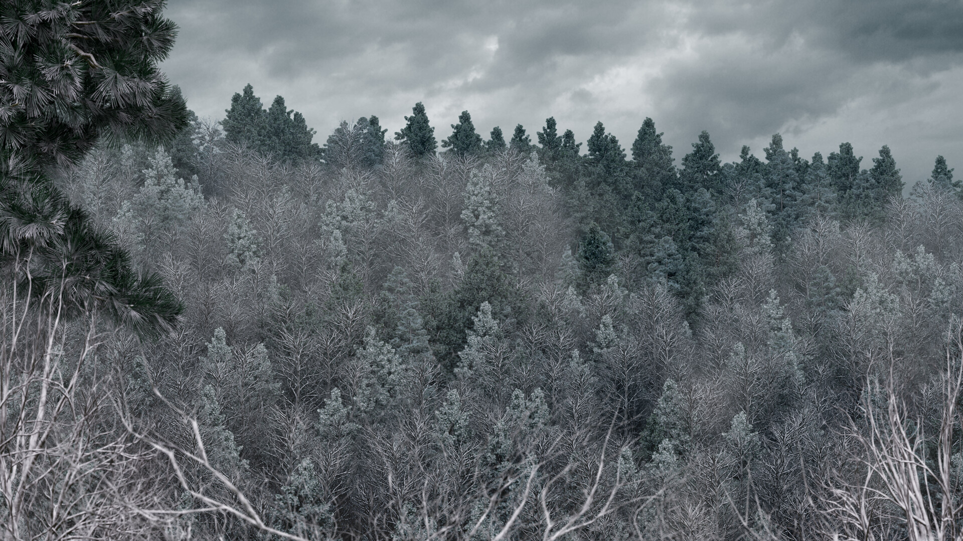 ArtStation - Nord Forest