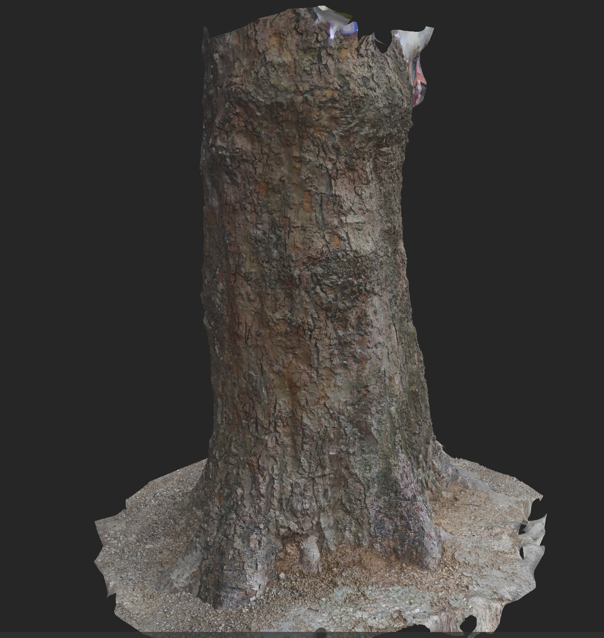 Alice Biban - Oak trunk scan