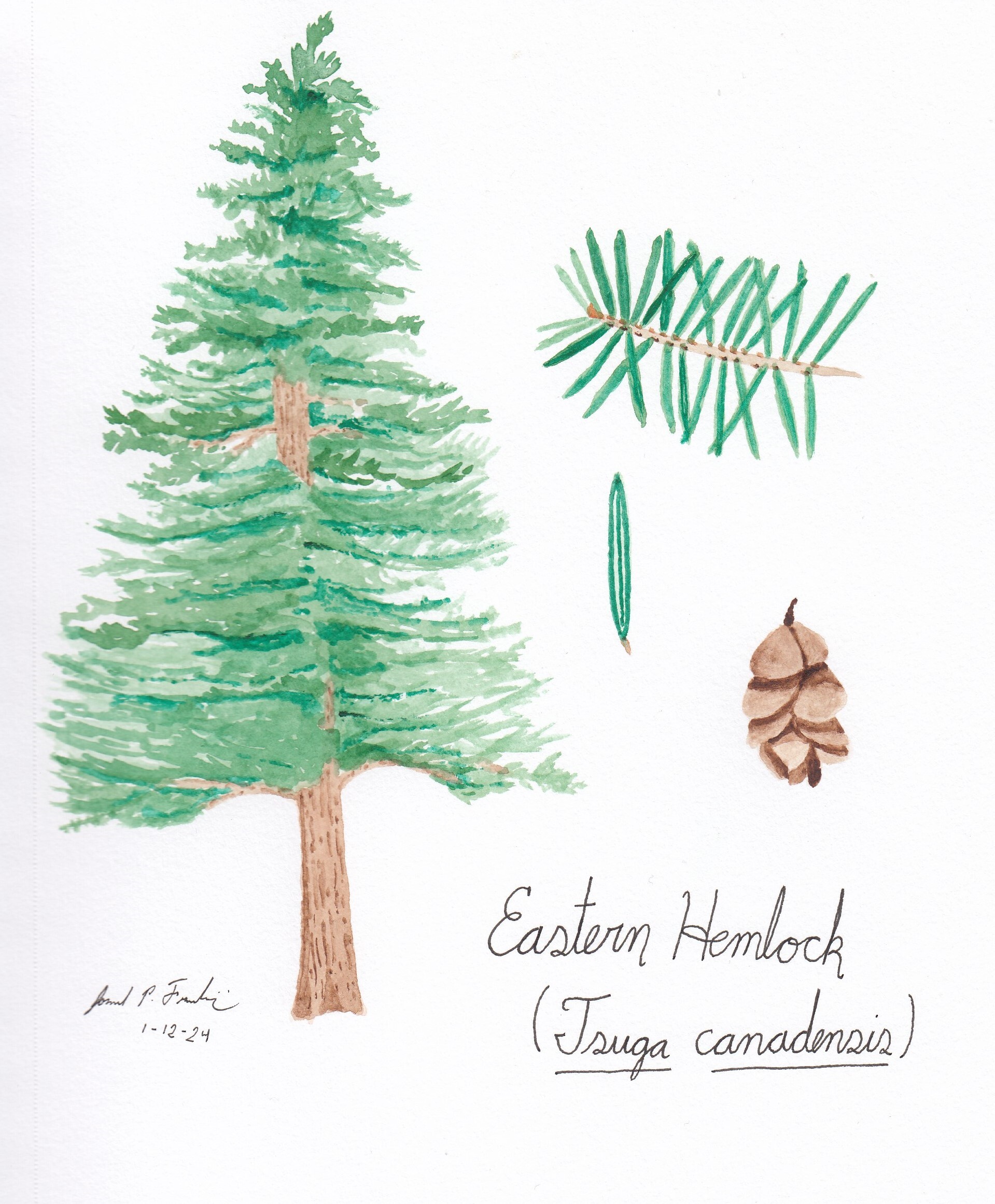 hemlock tree drawing