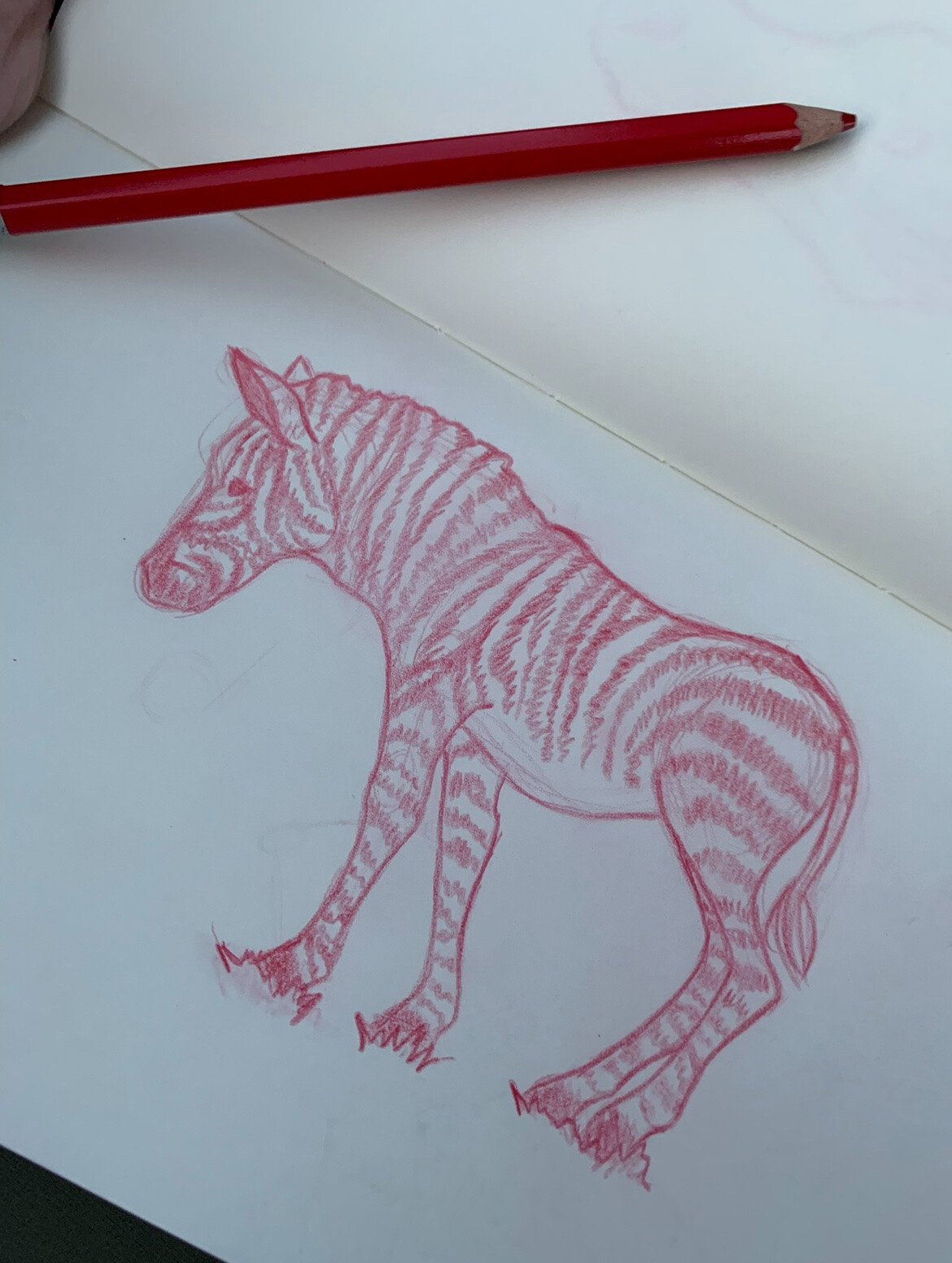 ArtStation - Safari zebra sketch