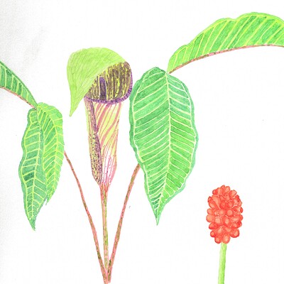 how to draw jack in the pulpit
