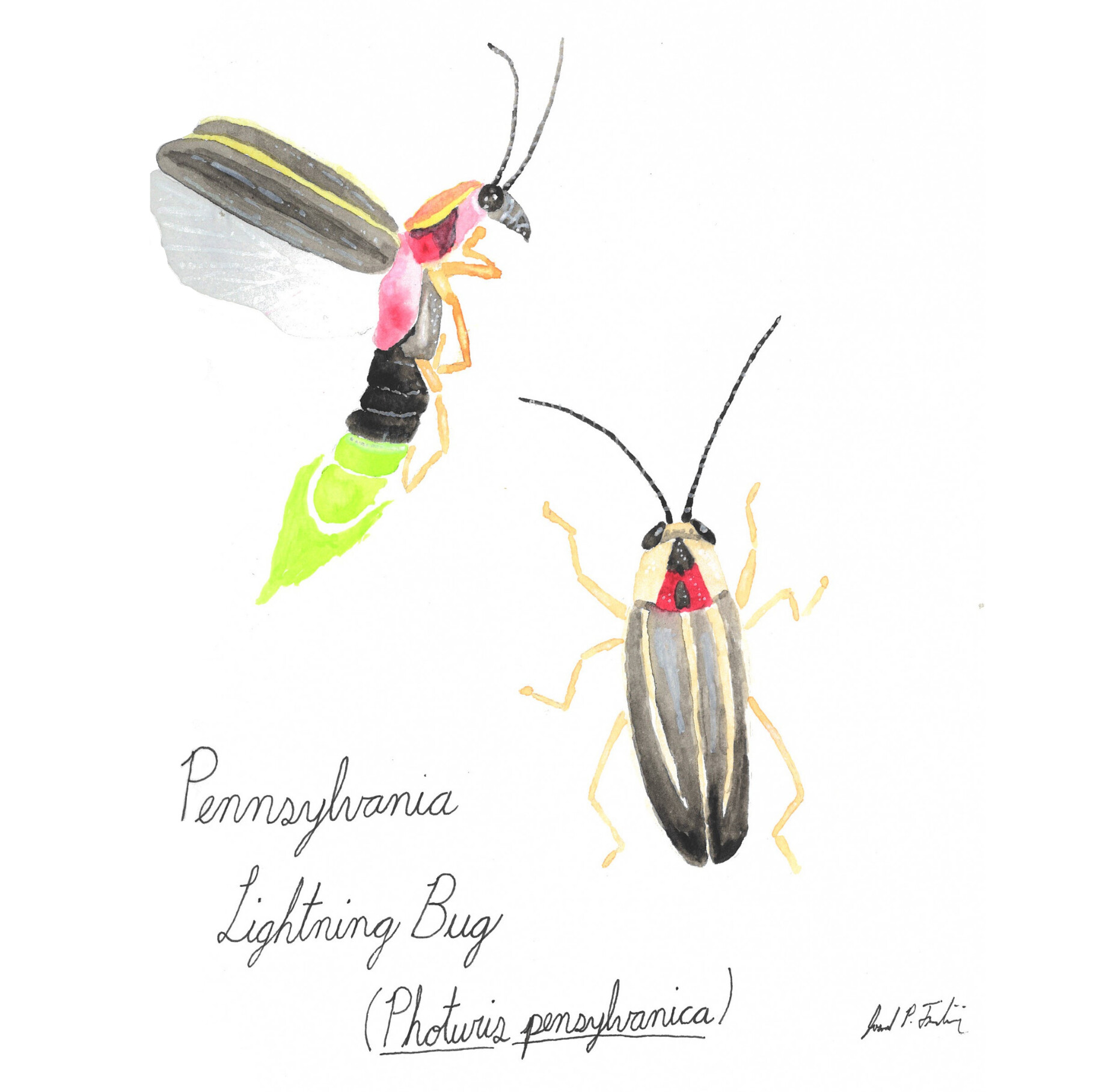 how to draw a lightning bug